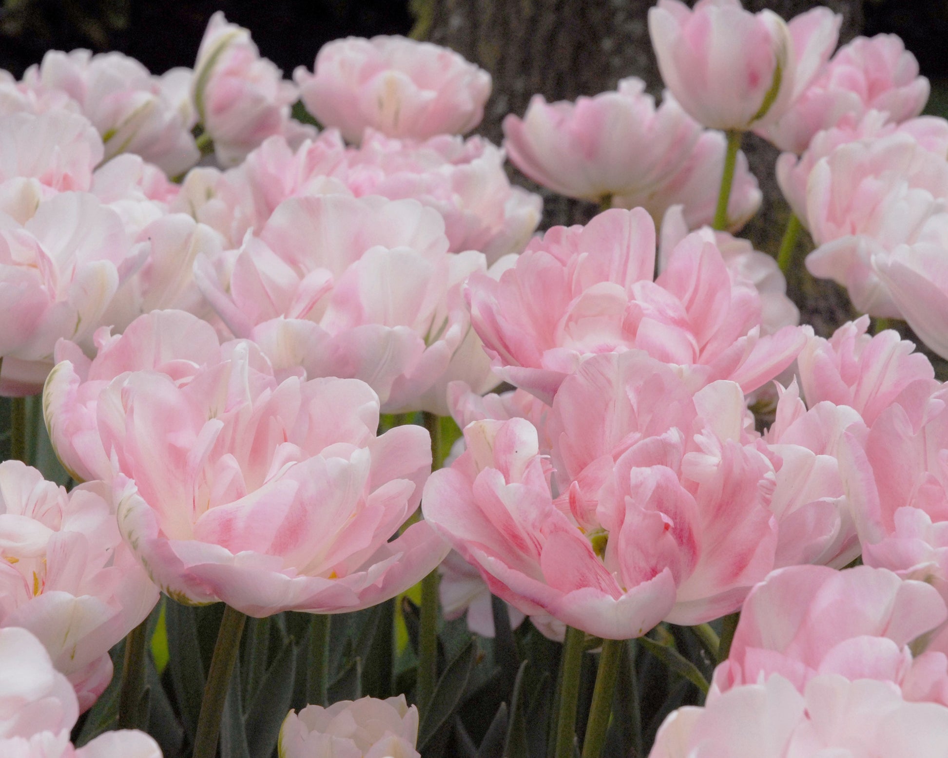Tulip 'Finola' bulbs — Buy online at Farmer Gracy UK
