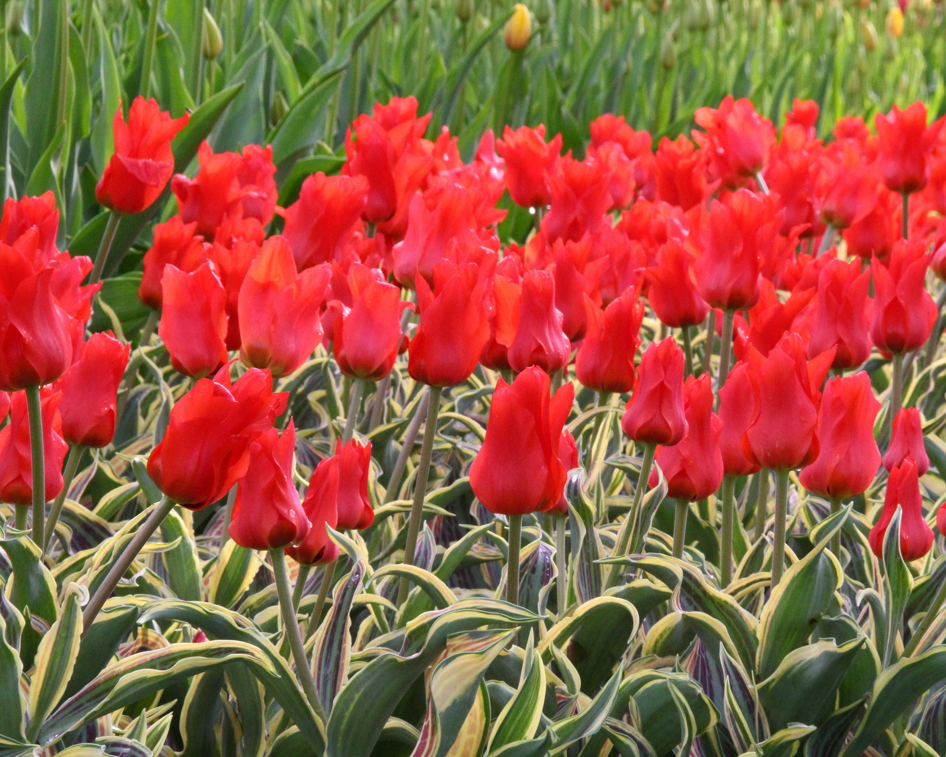 Tulip 'Fire of Love' Bulbs - Buy online at Farmer Gracy UK