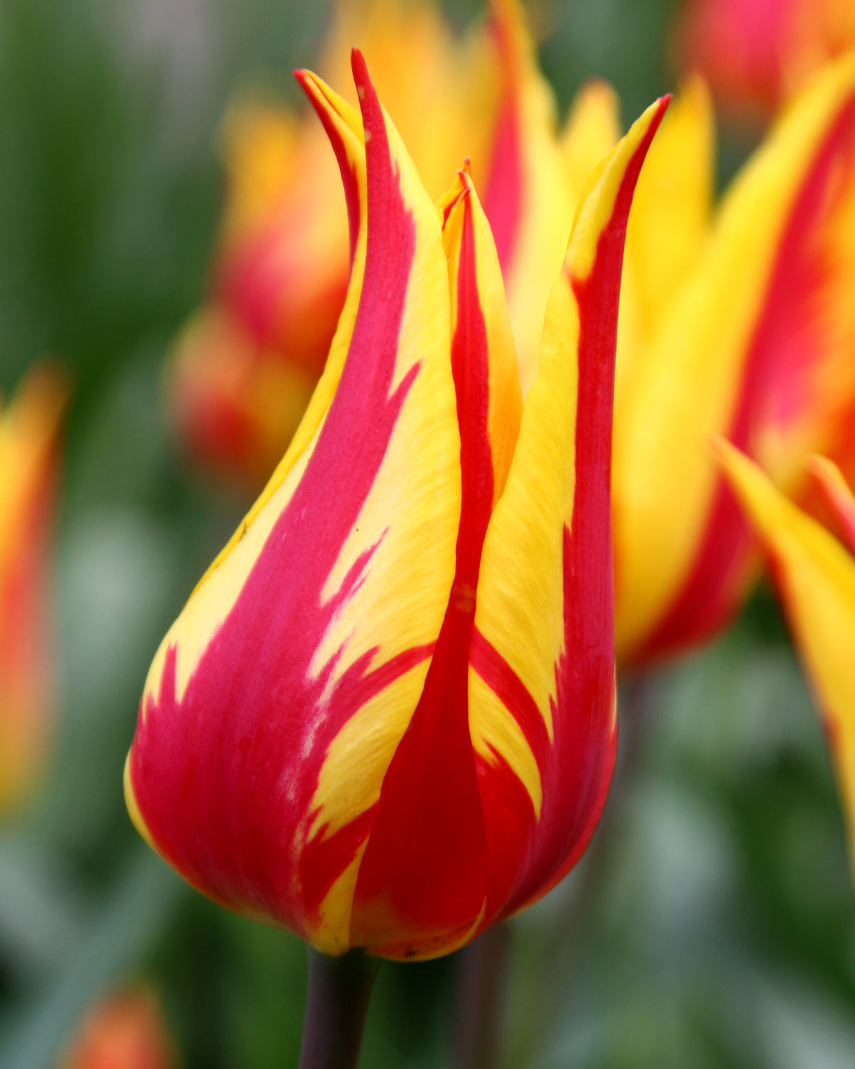 Tulip 'Fireworks' bulbs — Buy online at Farmer Gracy UK