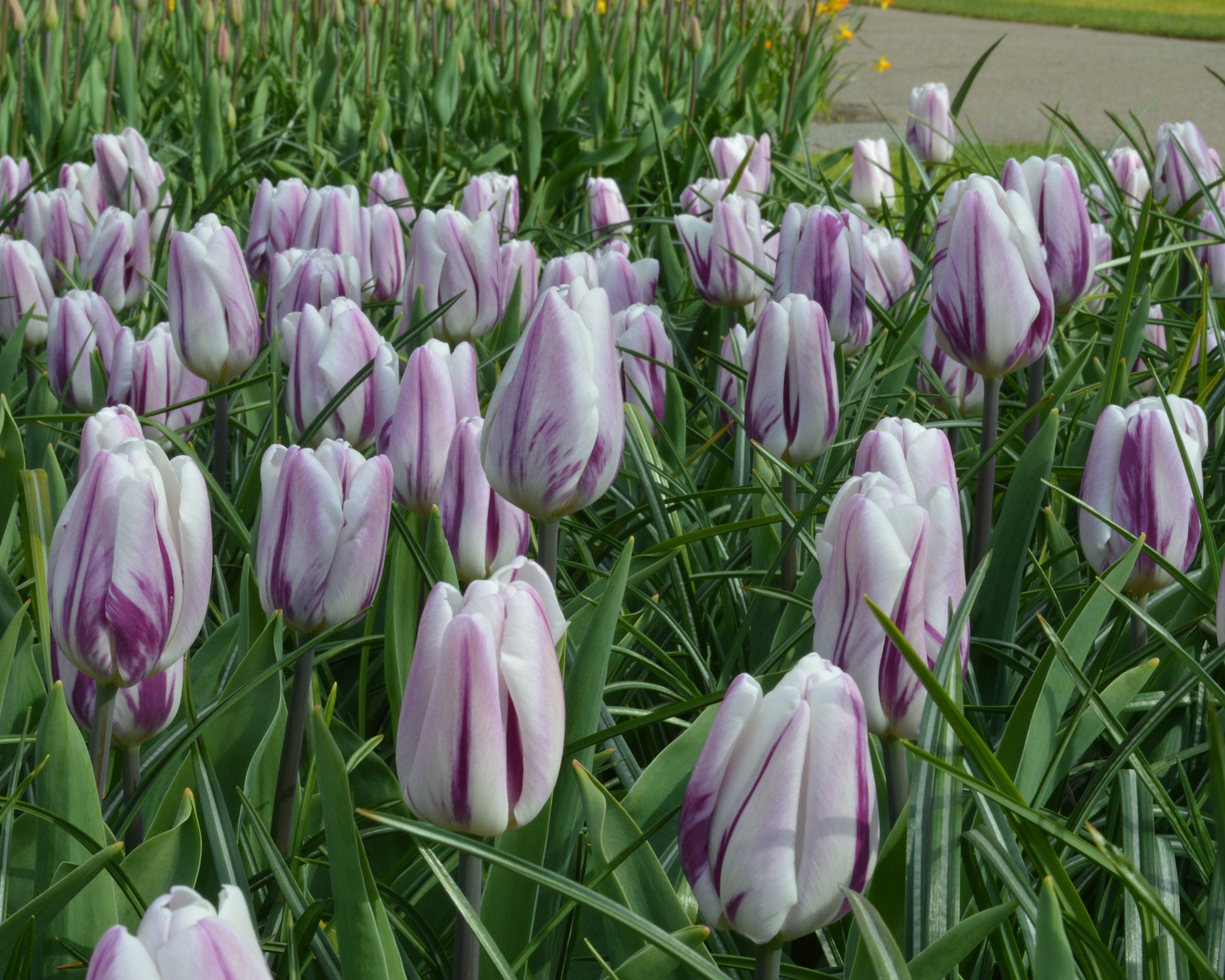 Tulip 'Flaming Flag' bulbs | Buy online at Farmer Gracy UK