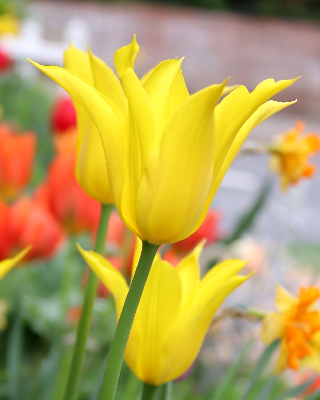 Tulip 'Flashback' bulbs | Buy online at Farmer Gracy UK