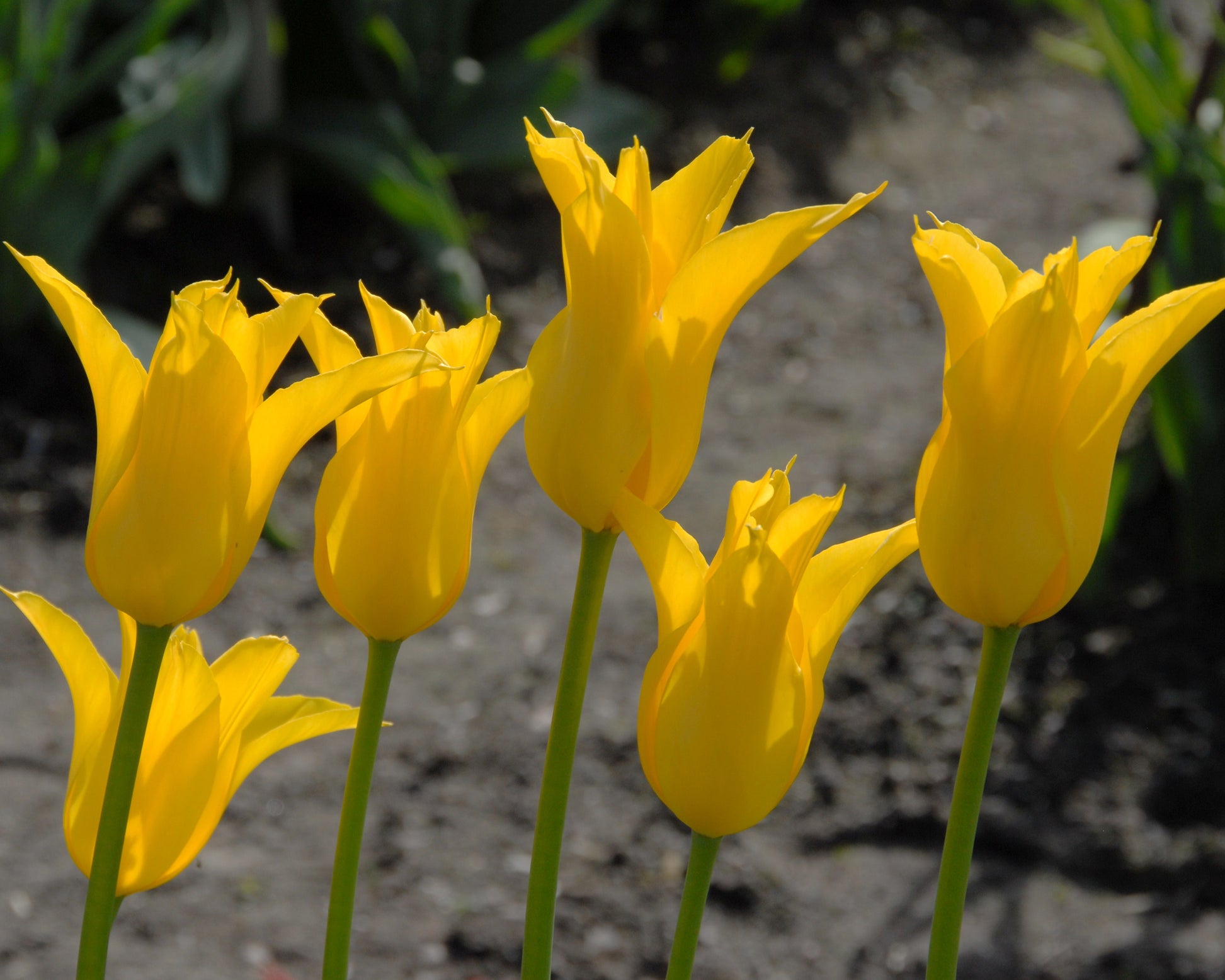 Tulip 'Flashback' bulbs | Buy online at Farmer Gracy UK