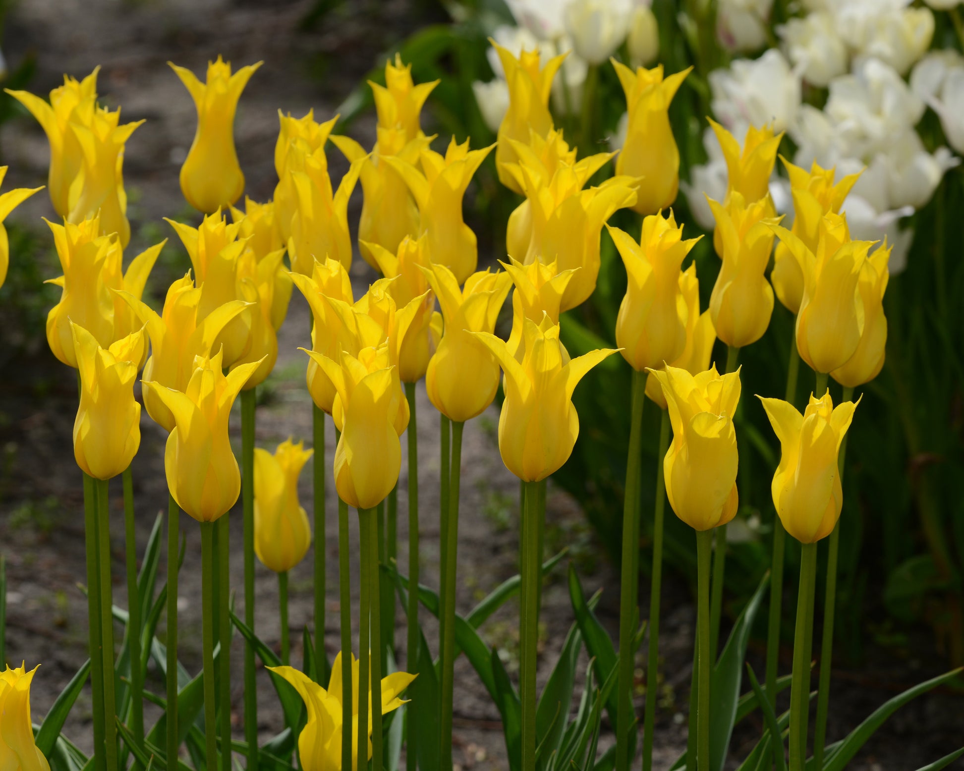 Tulip 'Flashback' bulbs | Buy online at Farmer Gracy UK