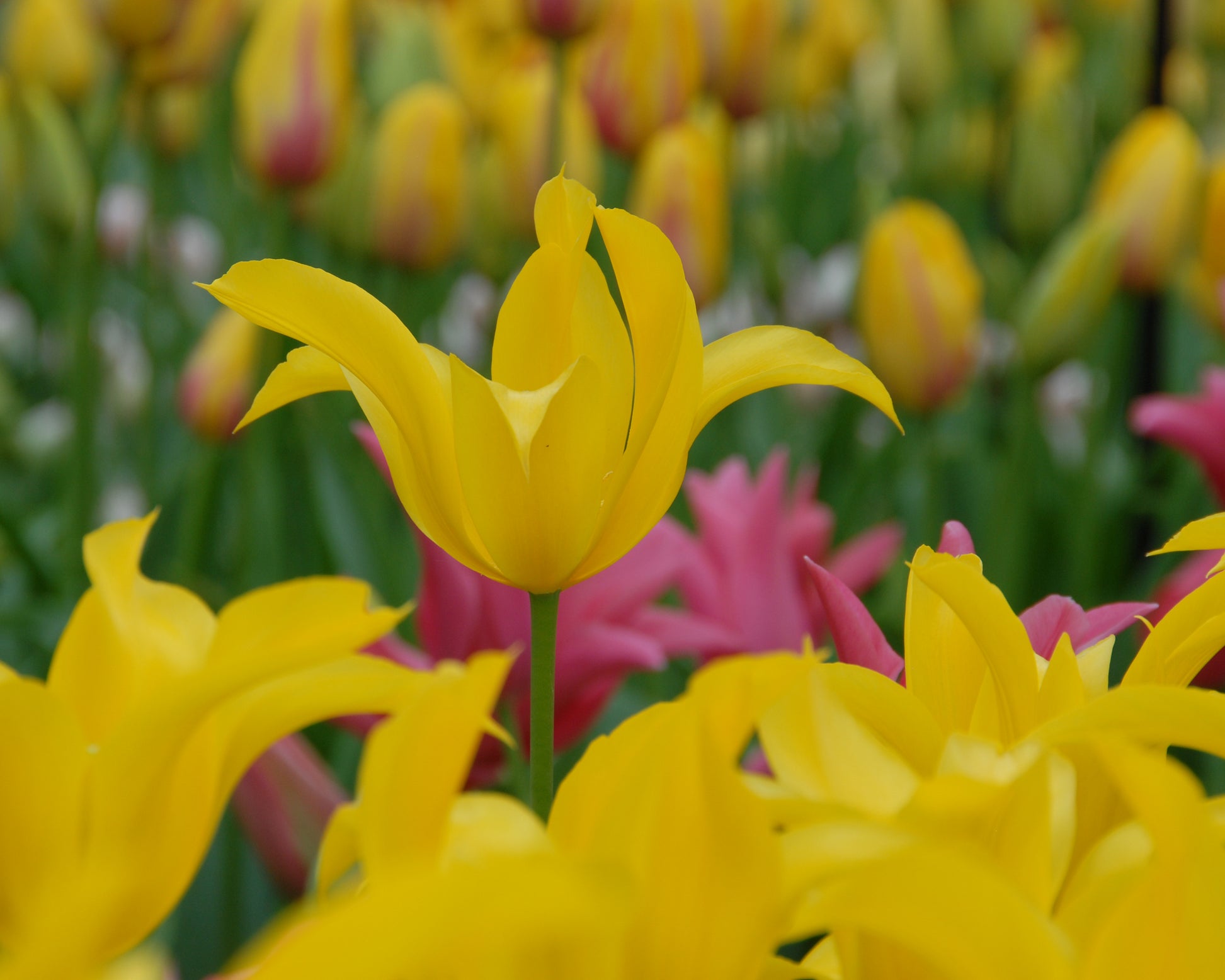 Tulip 'Flashback' bulbs | Buy online at Farmer Gracy UK