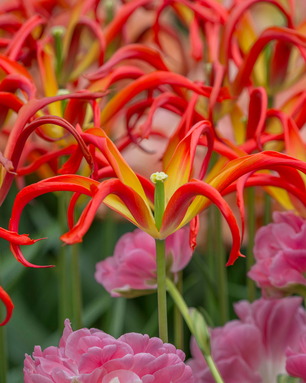 Tulip 'Go Go Red' bulbs — Buy 'joker's hat tulips' online at Farmer ...