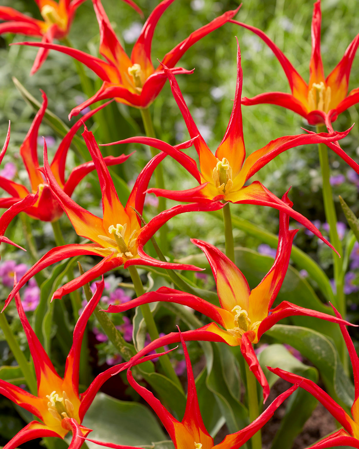 Tulip 'Go Go Red' bulbs | Buy 'joker's hat tulips' online at Farmer ...