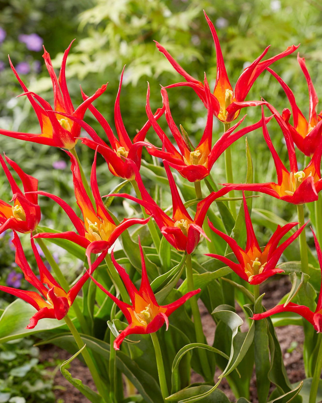 Tulip 'Go Go Red' bulbs | Buy 'joker's hat tulips' online at Farmer ...