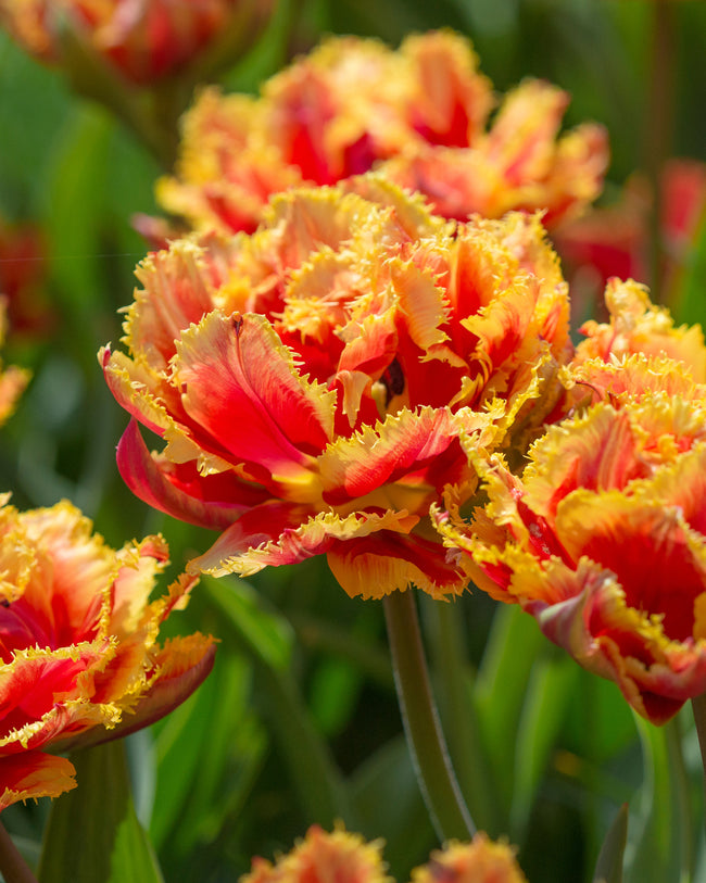 Tulip 'Fiery Dream' bulbs — Buy online at Farmer Gracy UK