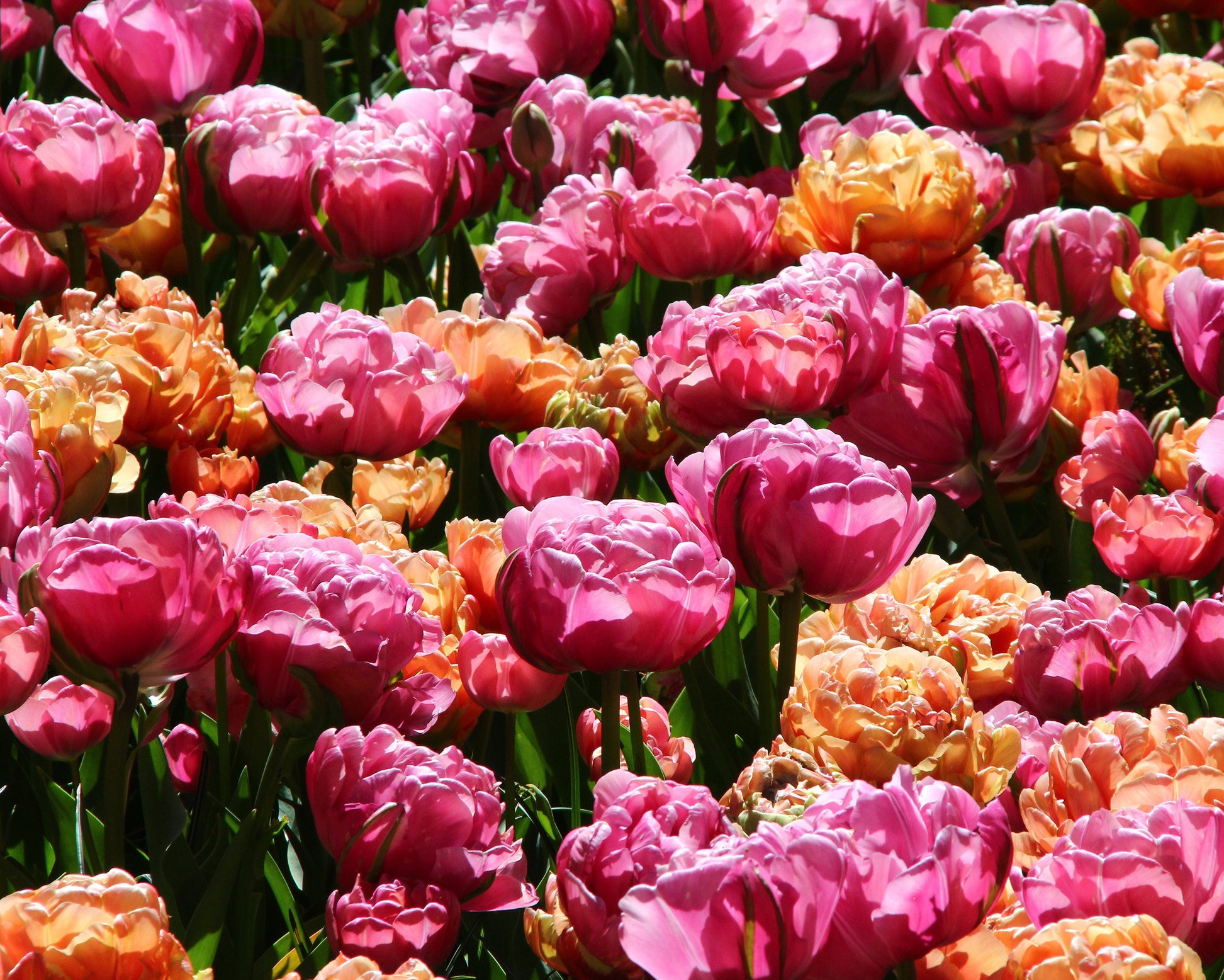 'Gracy's Pride' tulip collection — Buy online at Farmer Gracy UK