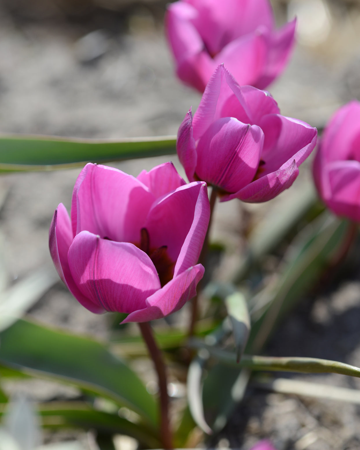 Tulip humilis 'Helene' bulbs — Buy online at Farmer Gracy UK