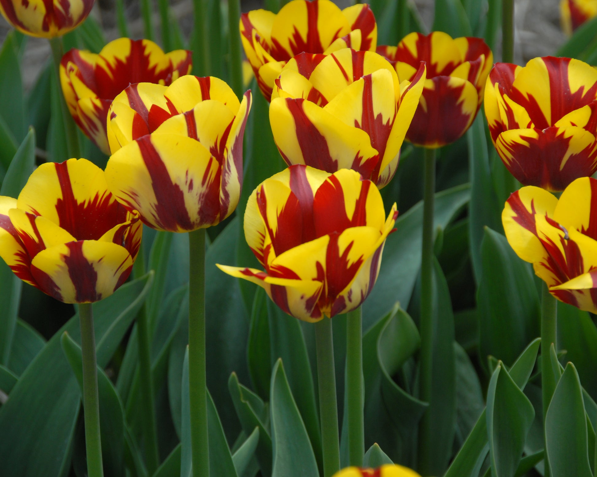 Tulip 'Helmar' bulbs — Buy online at Farmer Gracy UK