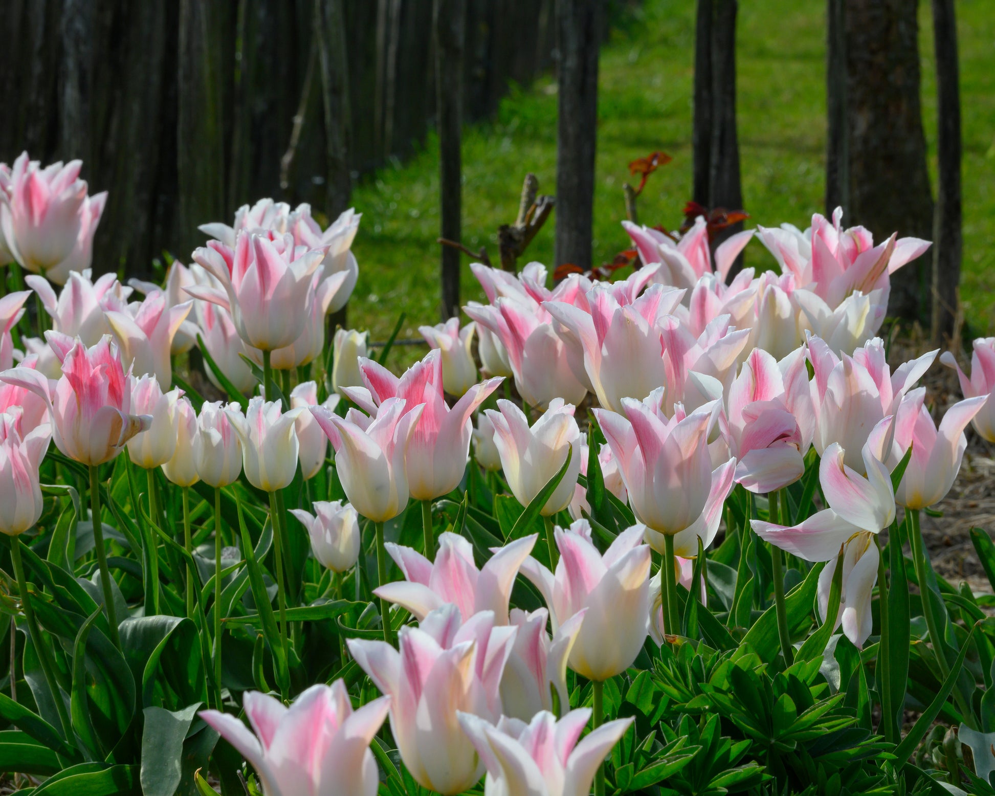 Tulip 'Holland Chic' bulbs — Buy online at Farmer Gracy UK
