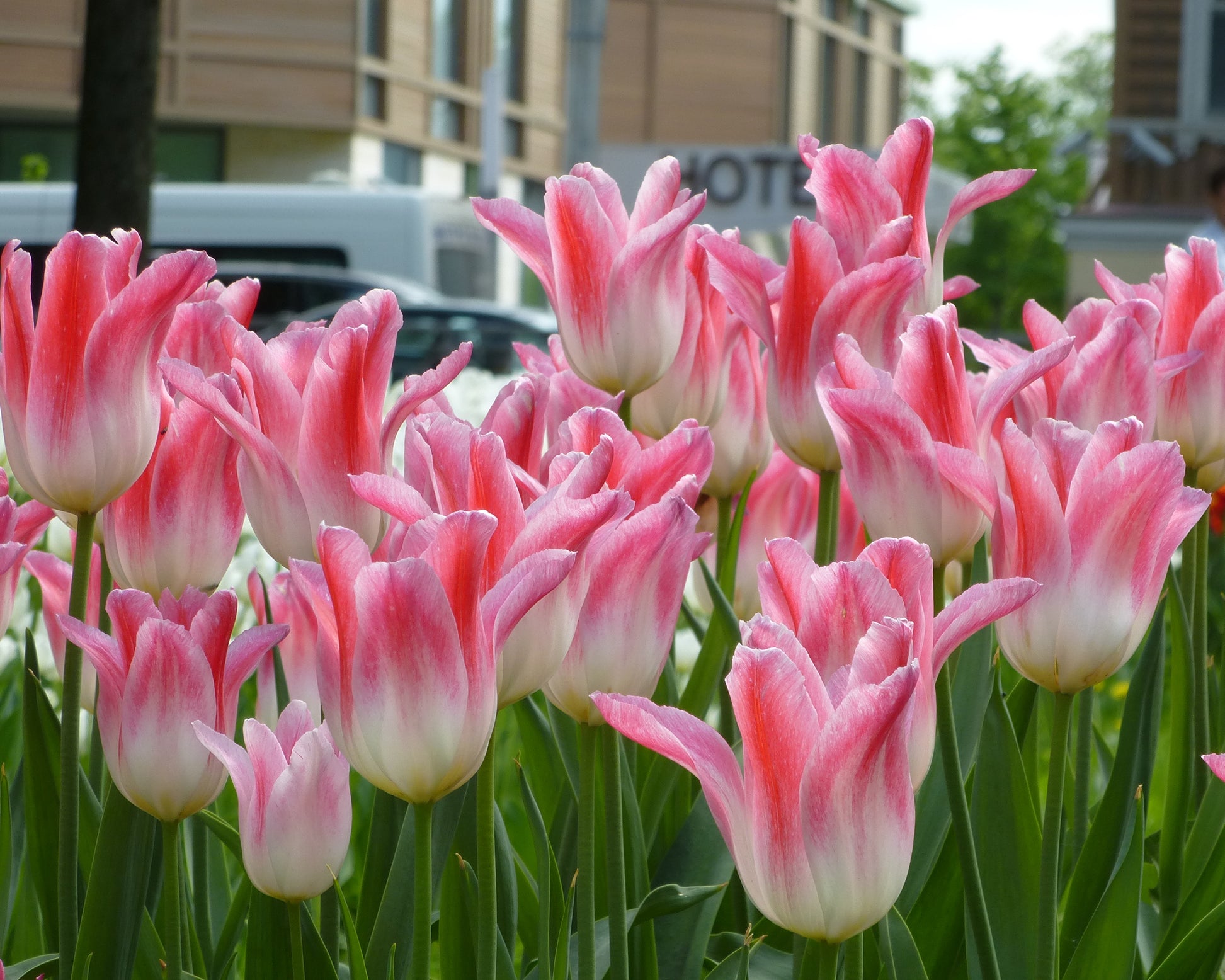 Tulip 'Holland Chic' bulbs — Buy online at Farmer Gracy UK