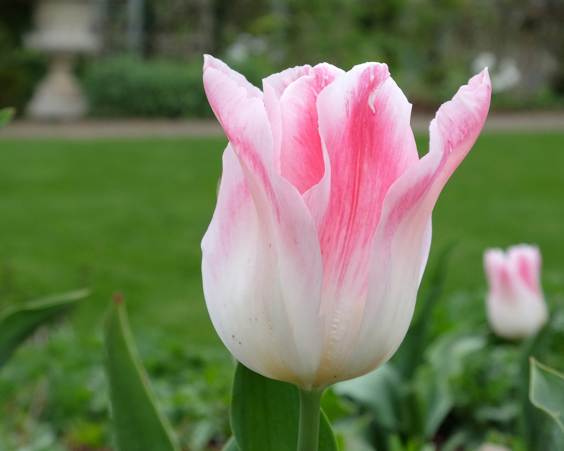 Tulip 'Holland Chic' bulbs — Buy online at Farmer Gracy UK