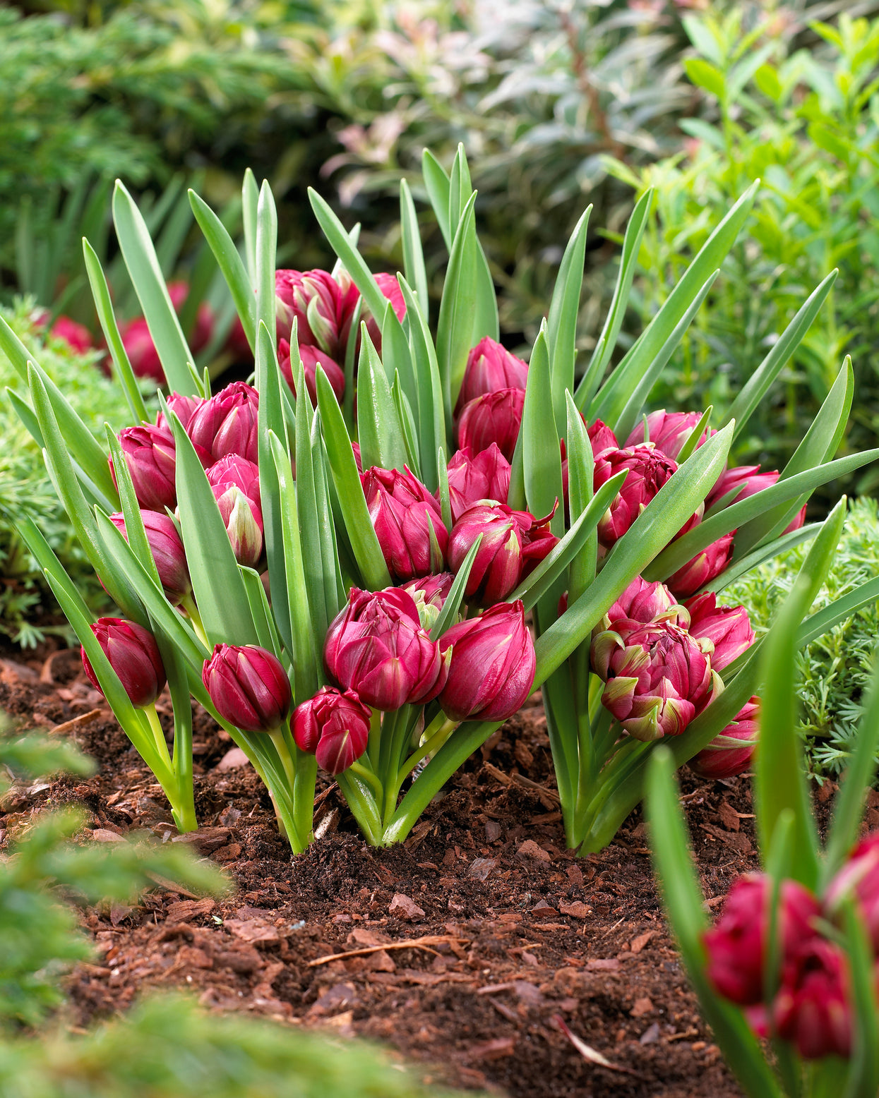 Tulip humilis 'Tête-a-Tête' bulbs — Buy online at Farmer Gracy UK