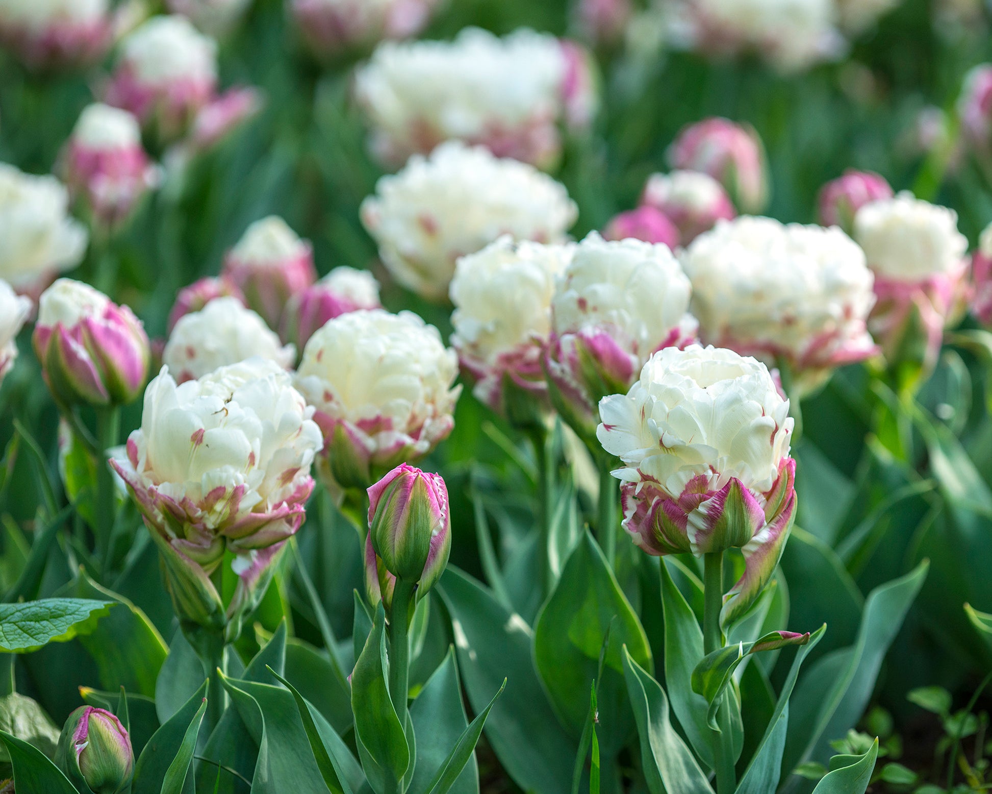 Tulip 'Ice Cream' bulbs | Buy online at Farmer Gracy UK