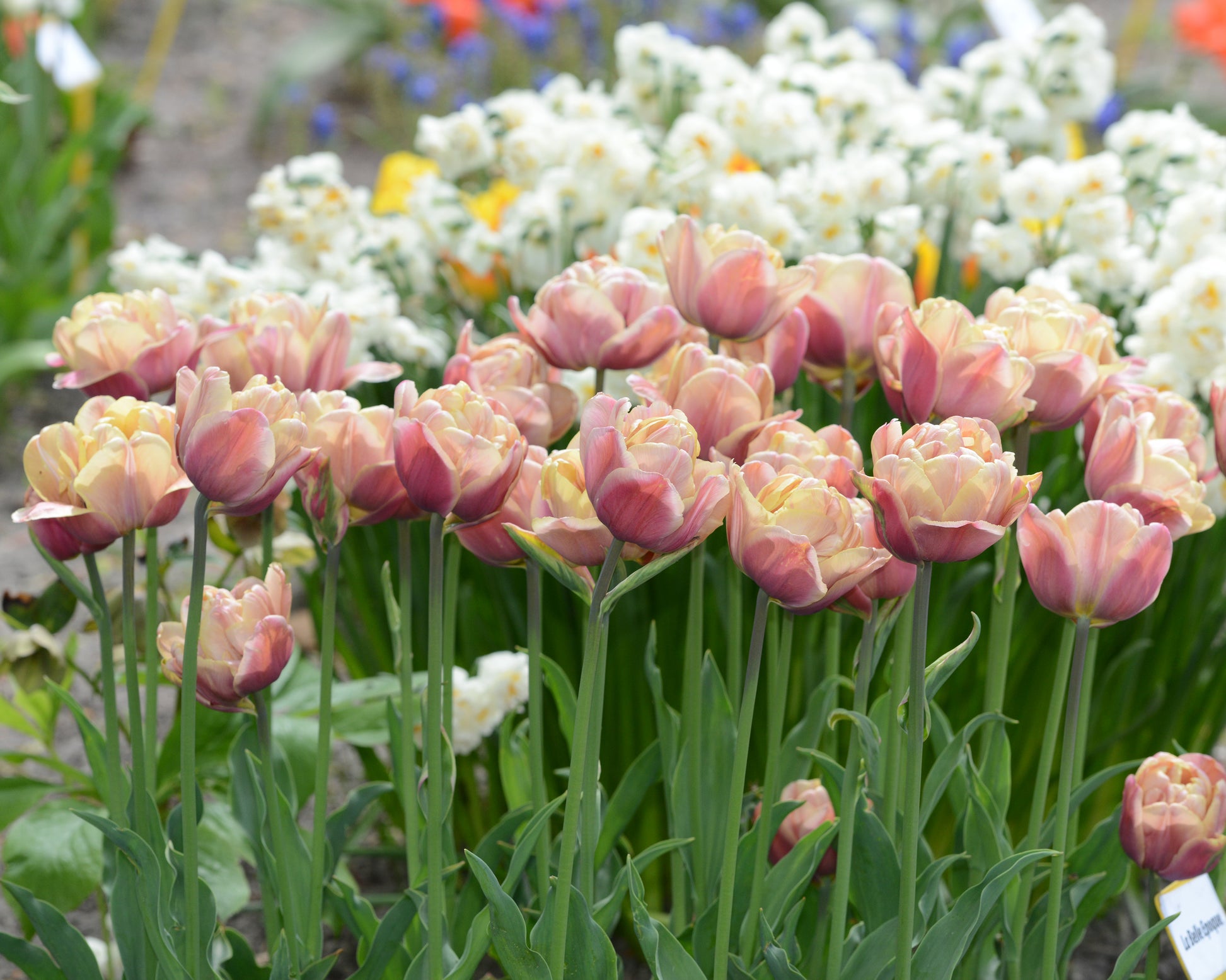 Tulip 'La Belle Époque' bulbs | Buy online at Farmer Gracy UK