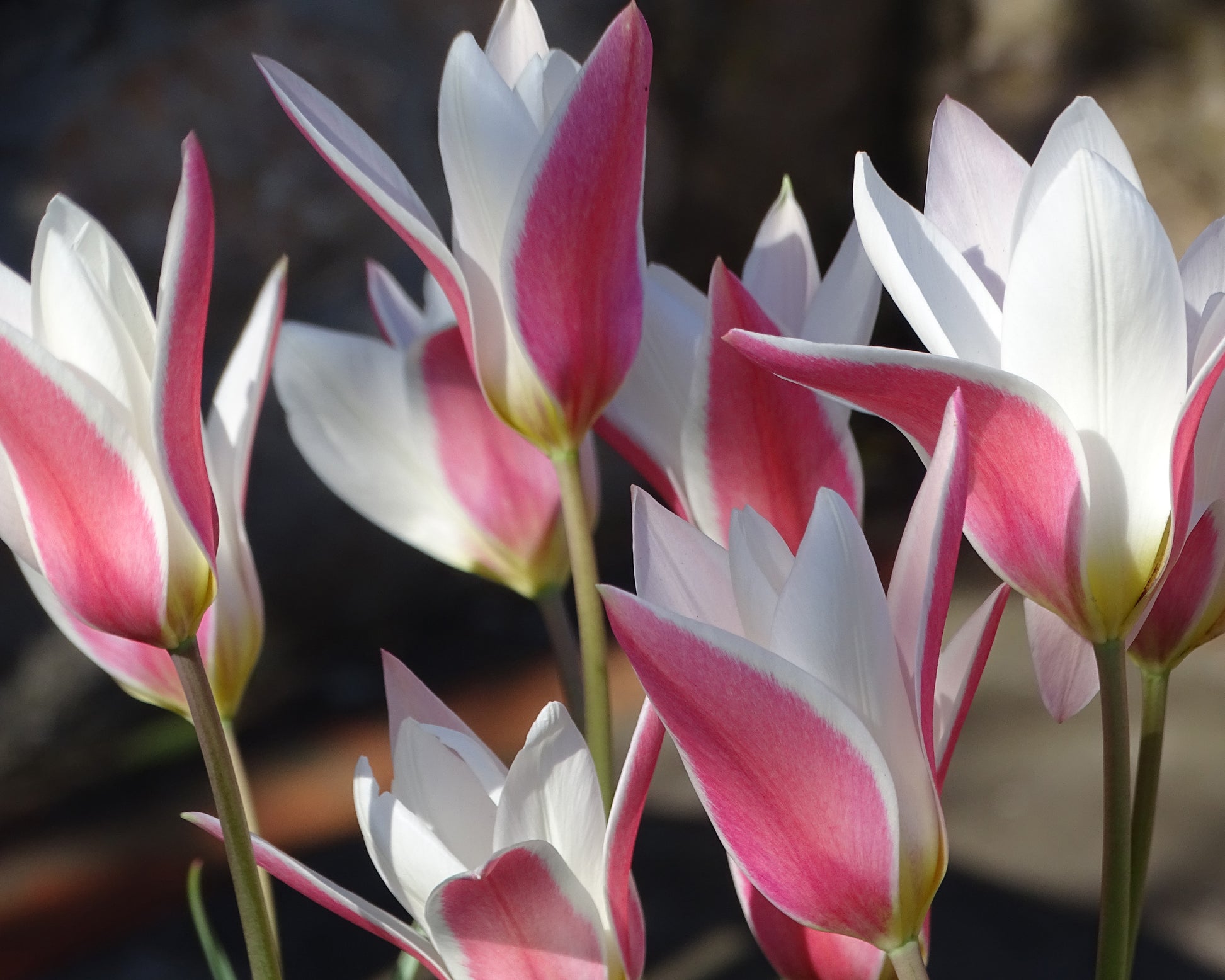 Tulip 'Lady Jane' bulbs — Buy online at Farmer Gracy UK