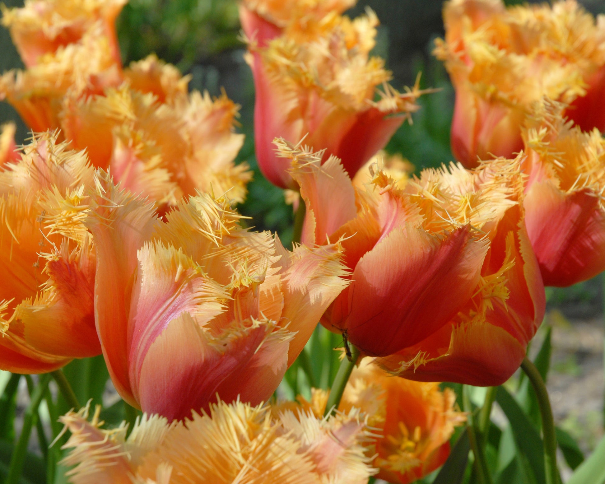Tulip 'Lambada' Bulbs - Buy online at Farmer Gracy UK