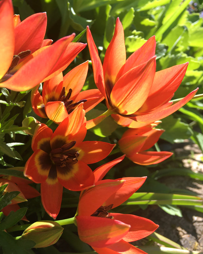 Tulipa clusiana 'Annika' bulbs — Buy online at Farmer Gracy UK