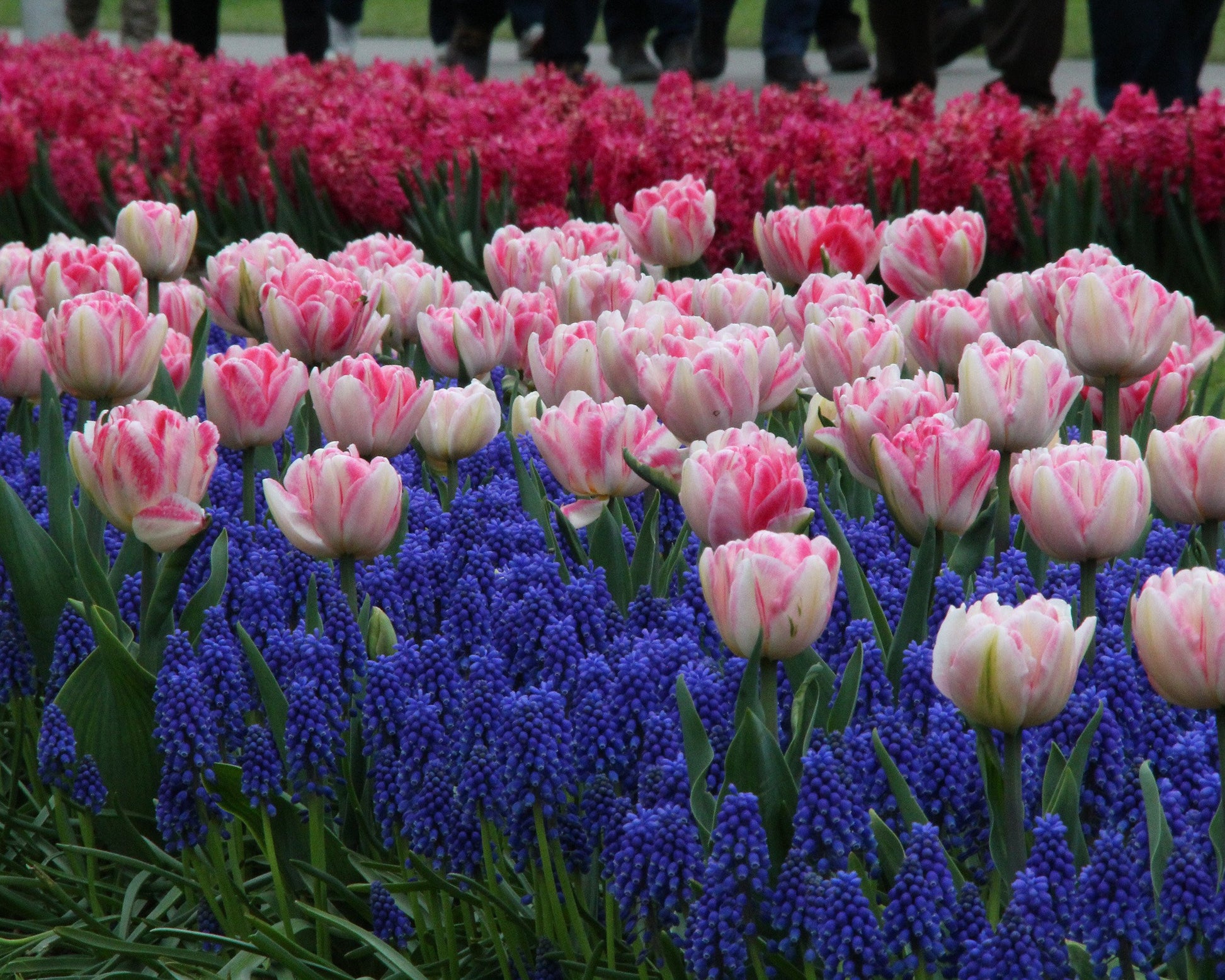 'Magenta Magic' spring bulbs collection — Buy online at Farmer Gracy