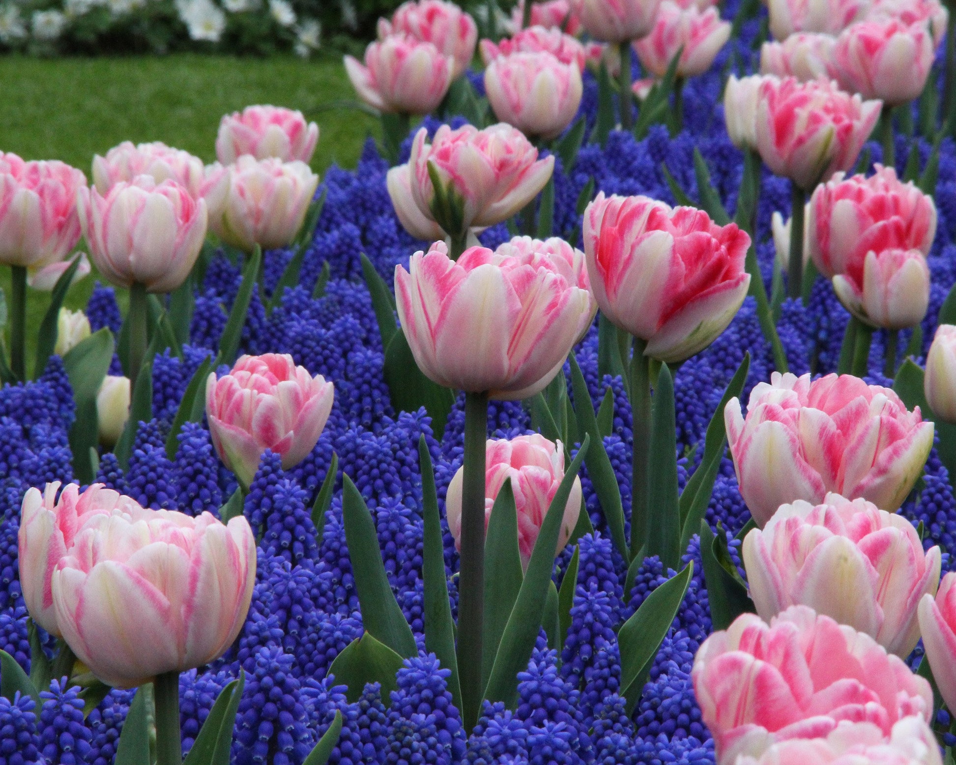 'Magenta Magic' spring bulbs collection — Buy online at Farmer Gracy