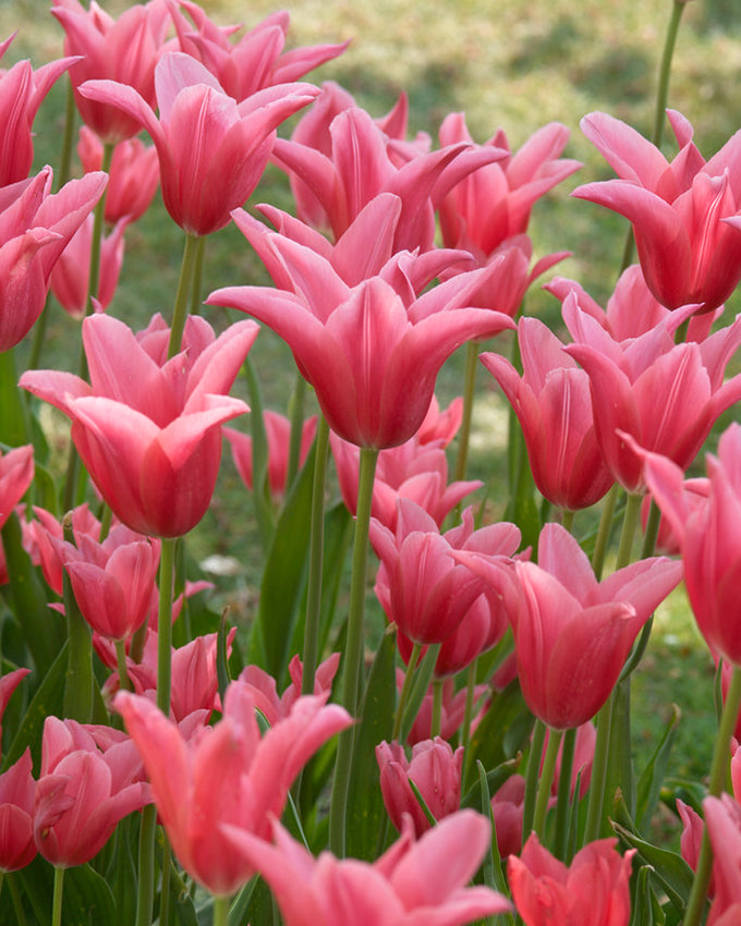 Tulip 'Mariette' bulbs | Buy online at Farmer Gracy UK
