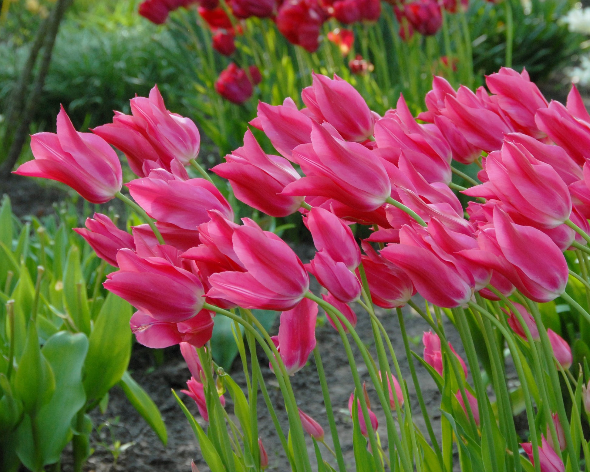 Tulip 'Mariette' bulbs — Buy online at Farmer Gracy UK