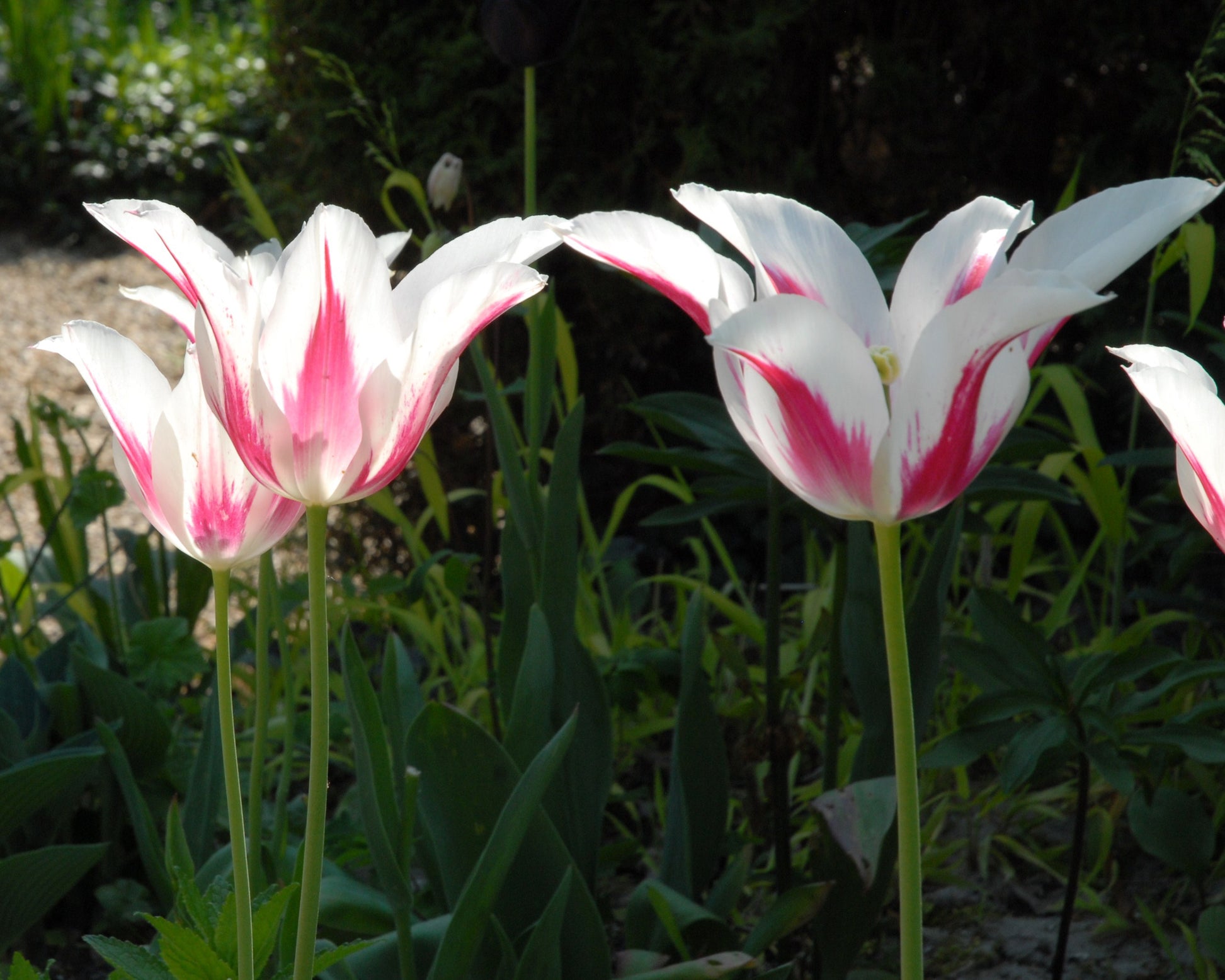 Tulip 'Marilyn' bulbs — Buy online at Farmer Gracy UK