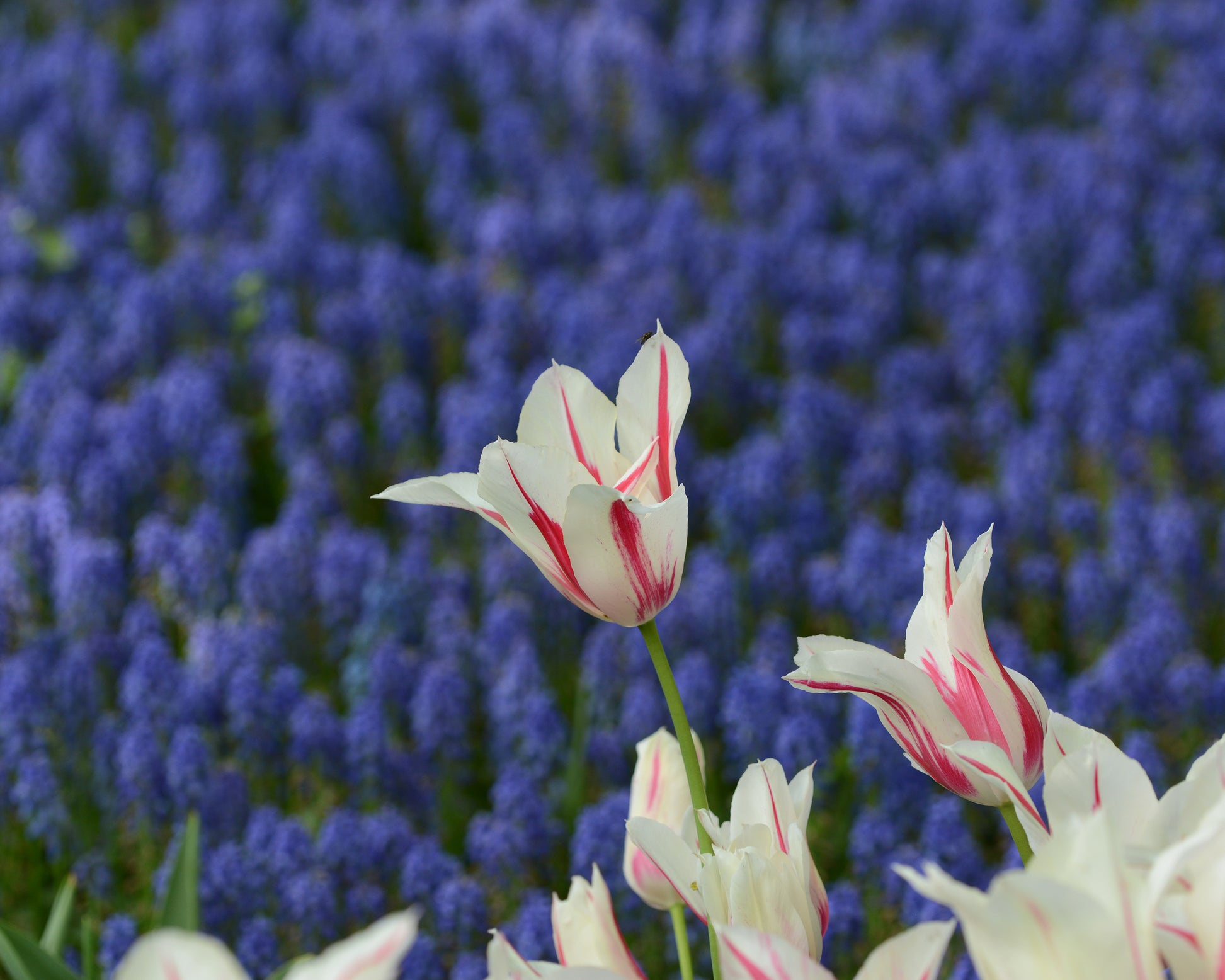 Tulip 'Marilyn' bulbs — Buy online at Farmer Gracy UK