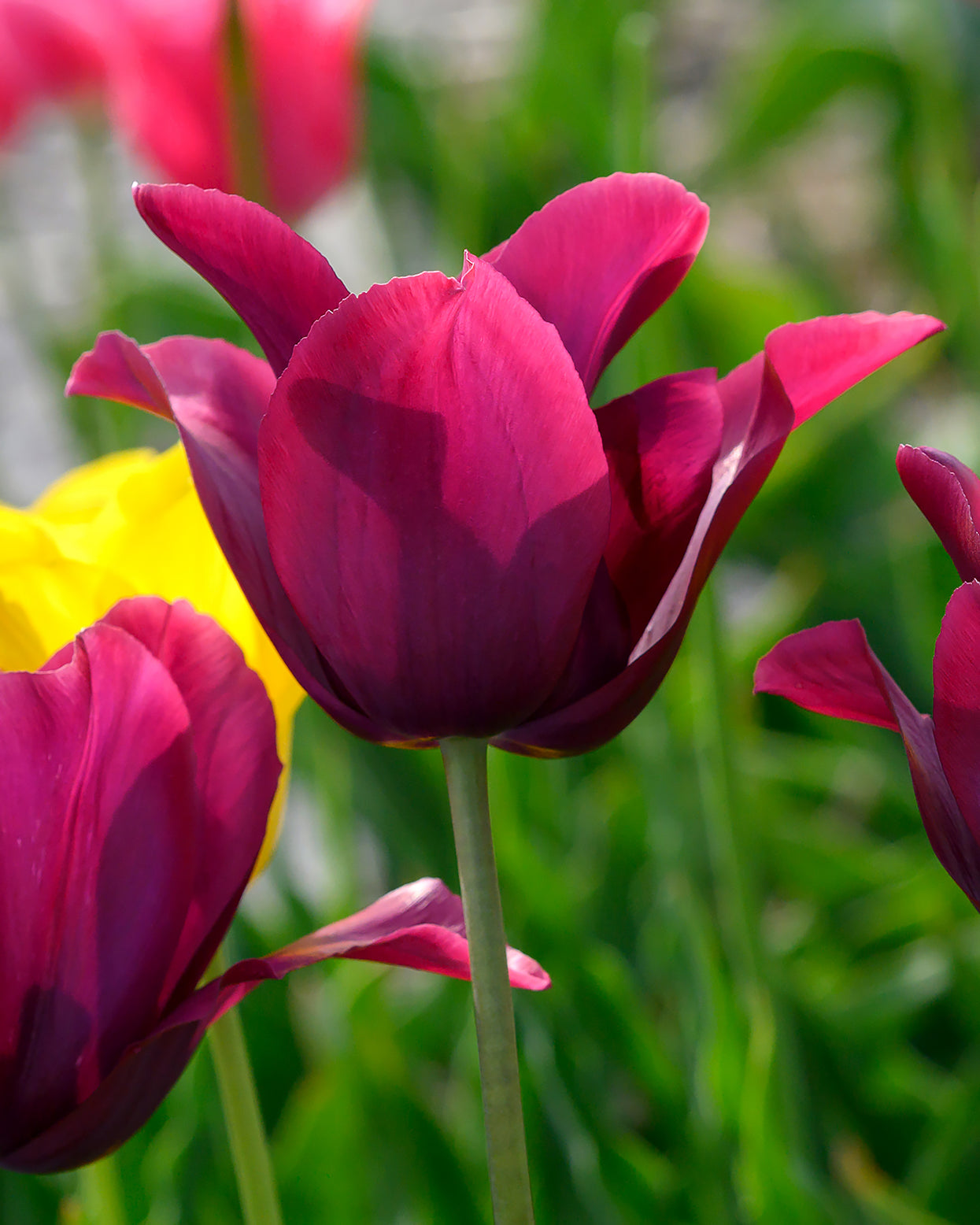 Tulip 'Merlot' bulbs | Buy online at Farmer Gracy UK