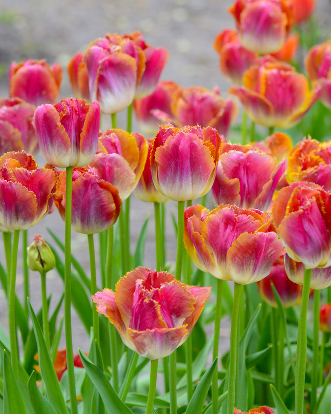 Tulip 'Fiery Dream' bulbs — Buy online at Farmer Gracy UK