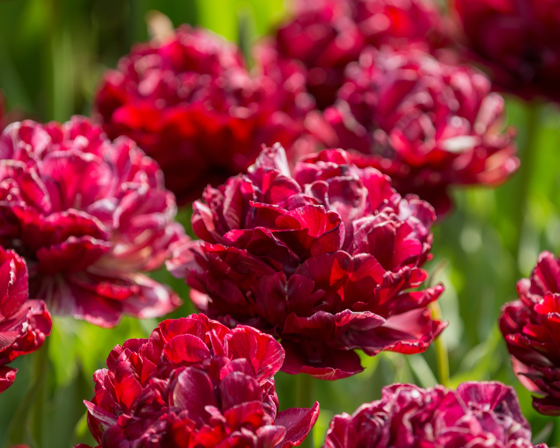 Tulip 'Nachtwacht' (Night Watch) bulbs — Buy online at Farmer Gracy UK