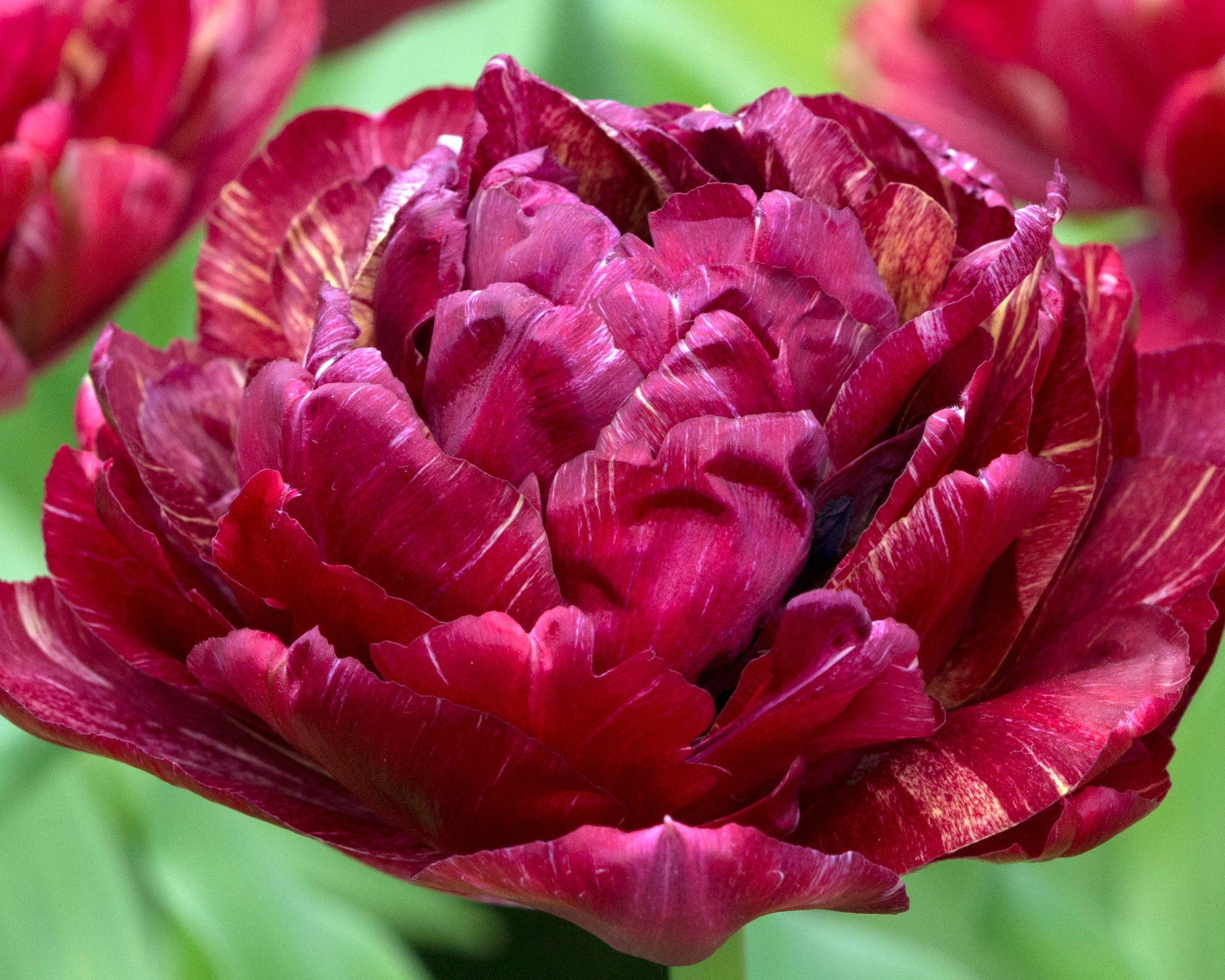Tulip 'Nachtwacht' (Night Watch) bulbs — Buy online at Farmer Gracy UK