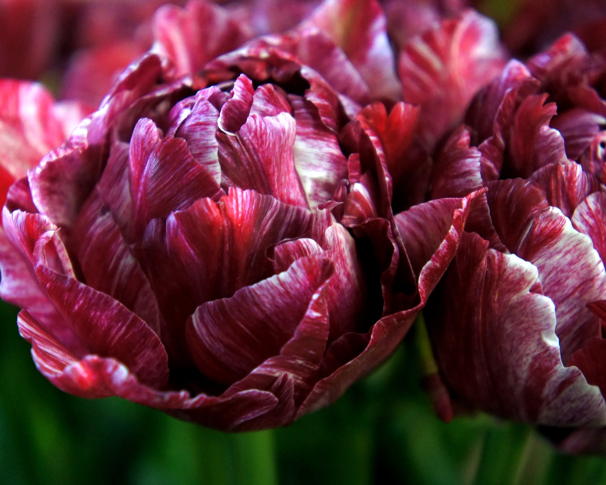 Tulip 'Nachtwacht' (Night Watch) bulbs — Buy online at Farmer Gracy UK
