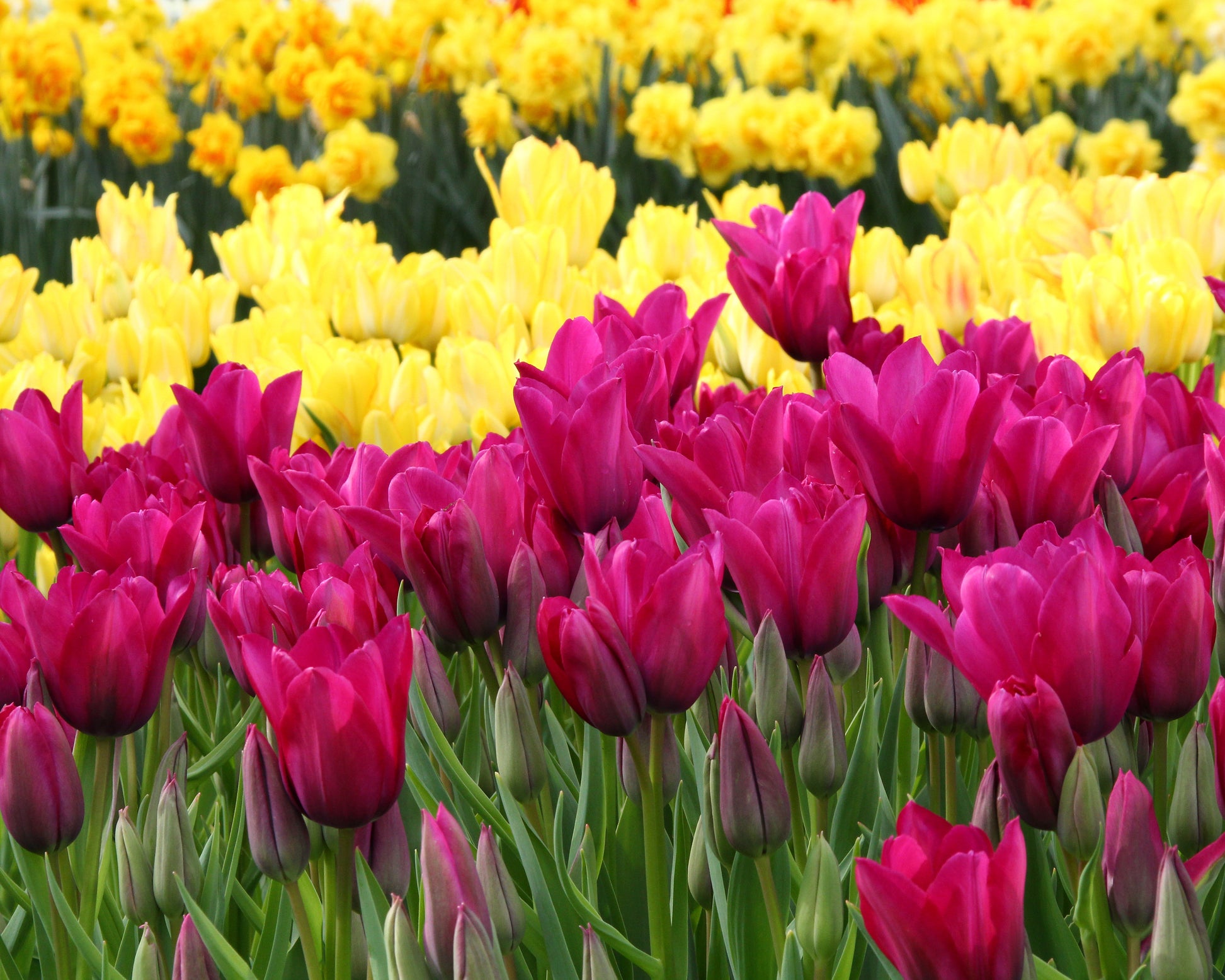 Tulip 'Night Club' bulbs — Buy online at Farmer Gracy UK