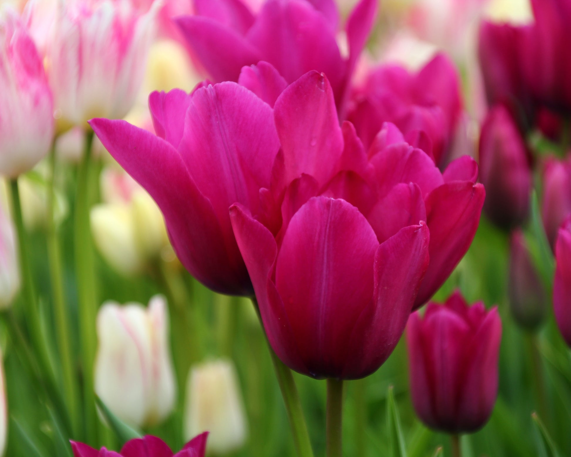 Tulip 'Night Club' bulbs — Buy online at Farmer Gracy UK