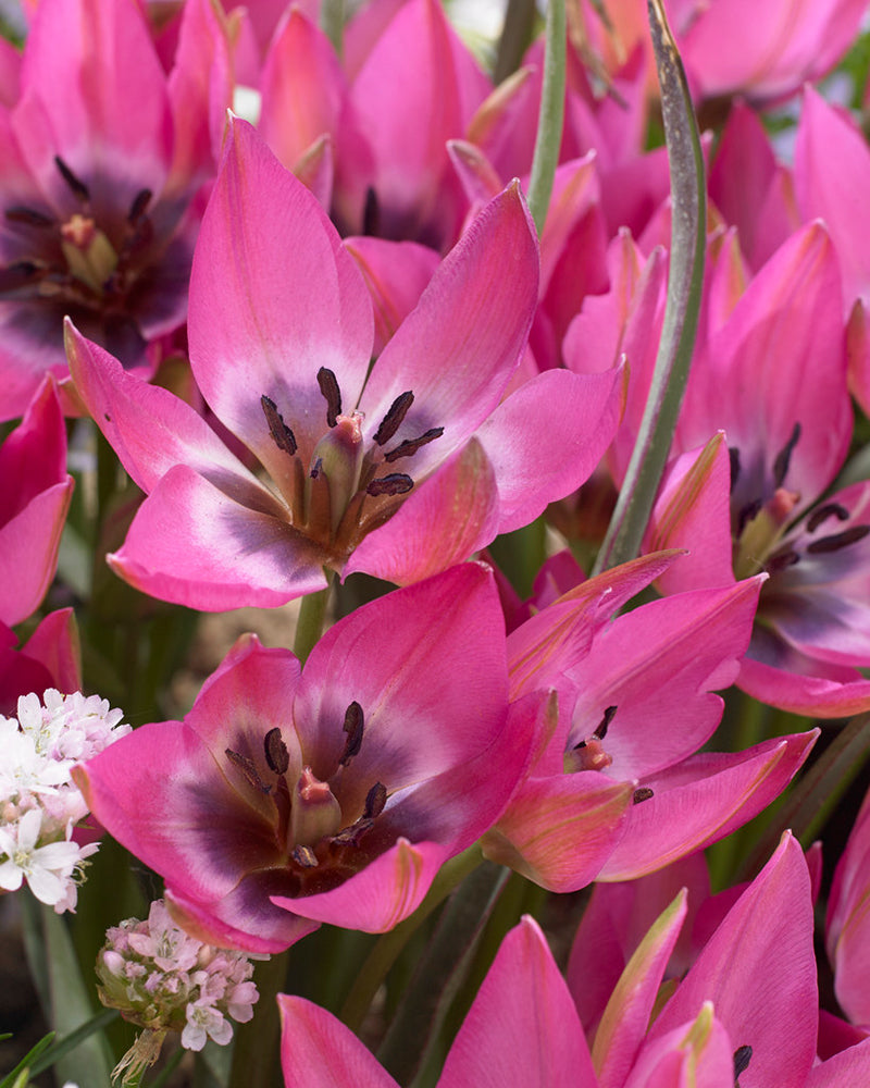 Tulip humilis 'Norah' bulbs — Buy online at Farmer Gracy UK