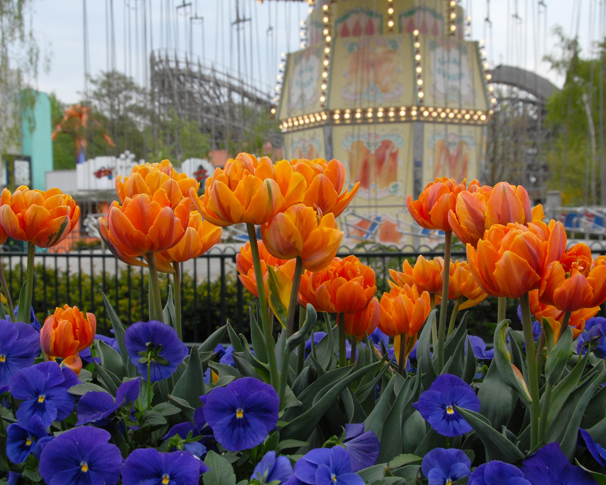 Tulip 'Orange Princess' bulbs | Buy online at Farmer Gracy UK