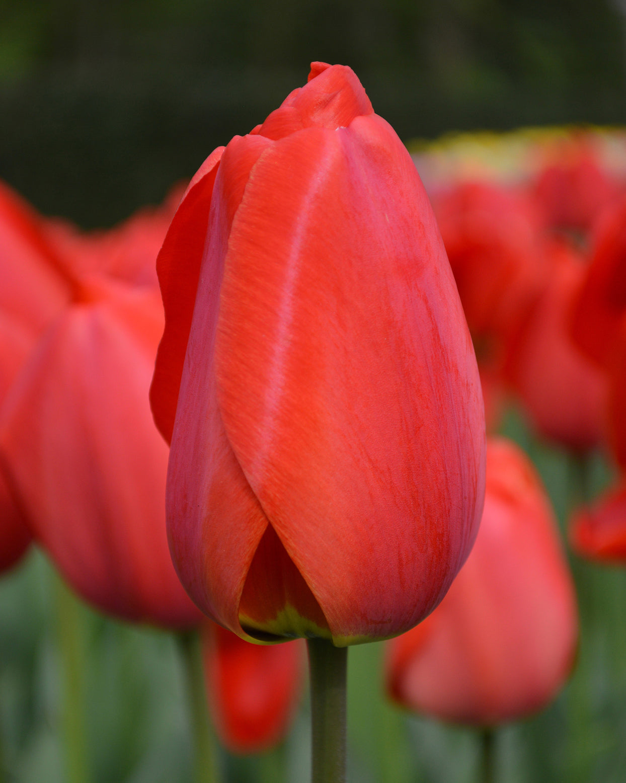Tulip 'Parade' Bulbs - Buy online at Farmer Gracy UK
