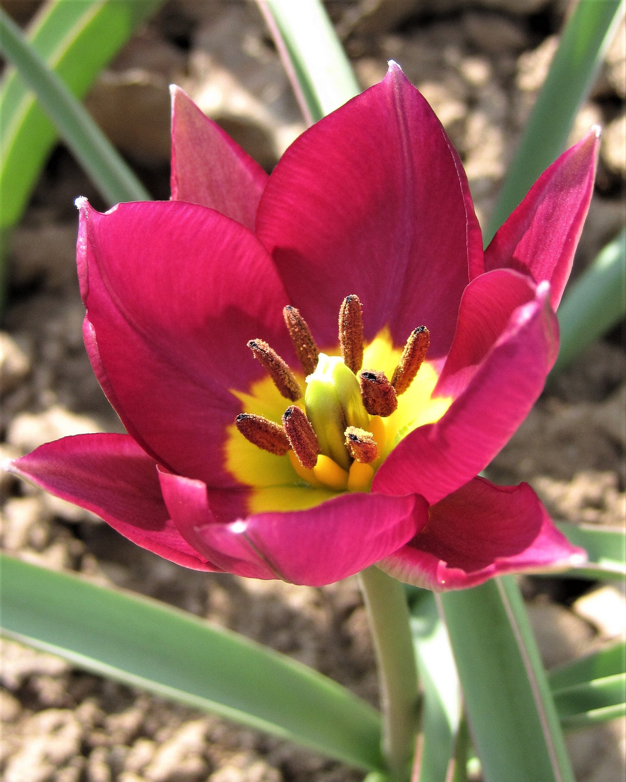 Tulip humilis 'Persian Pearl' bulbs — Buy online at Farmer Gracy UK