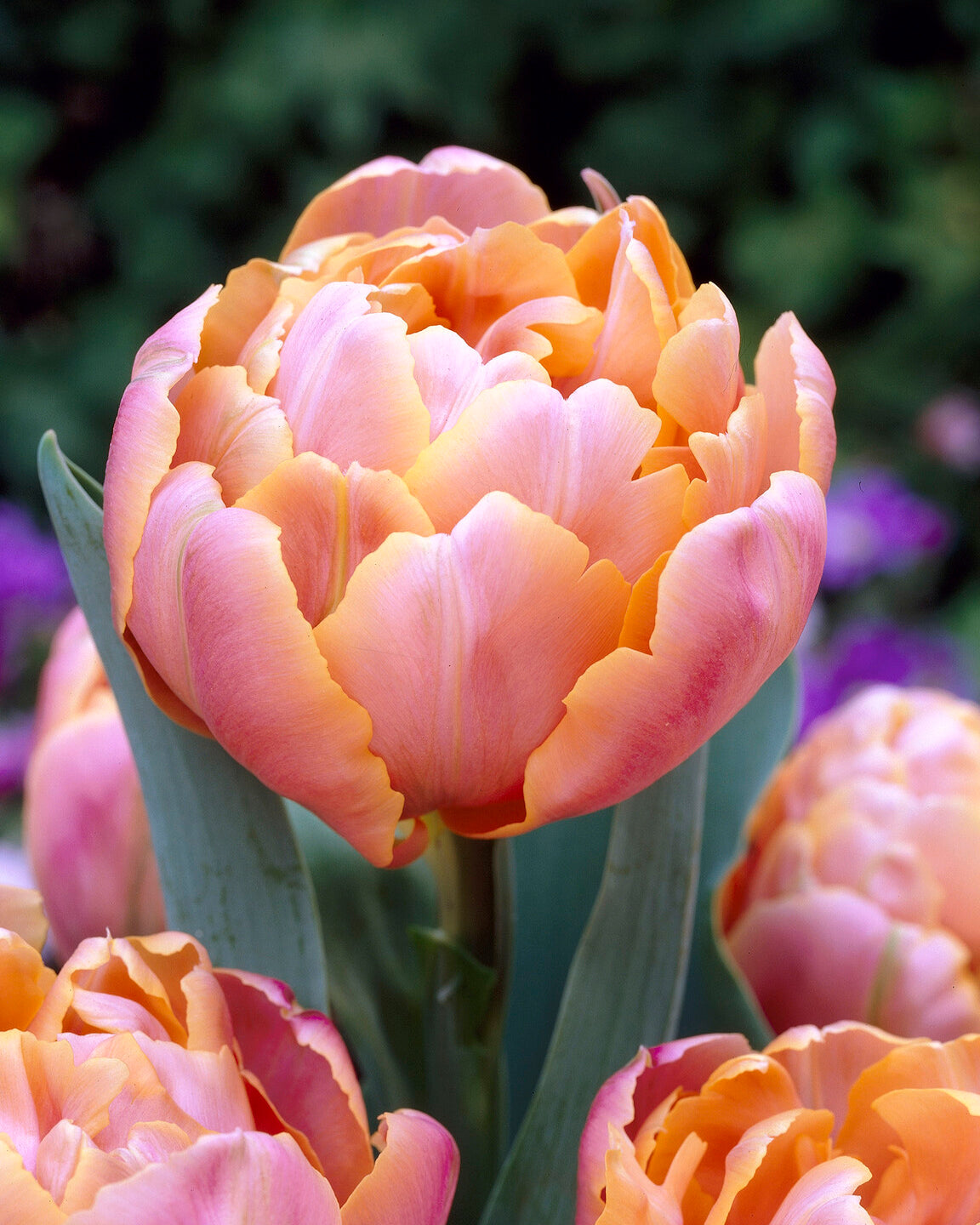 Tulip 'Pink Star' bulbs | Buy online at Farmer Gracy UK