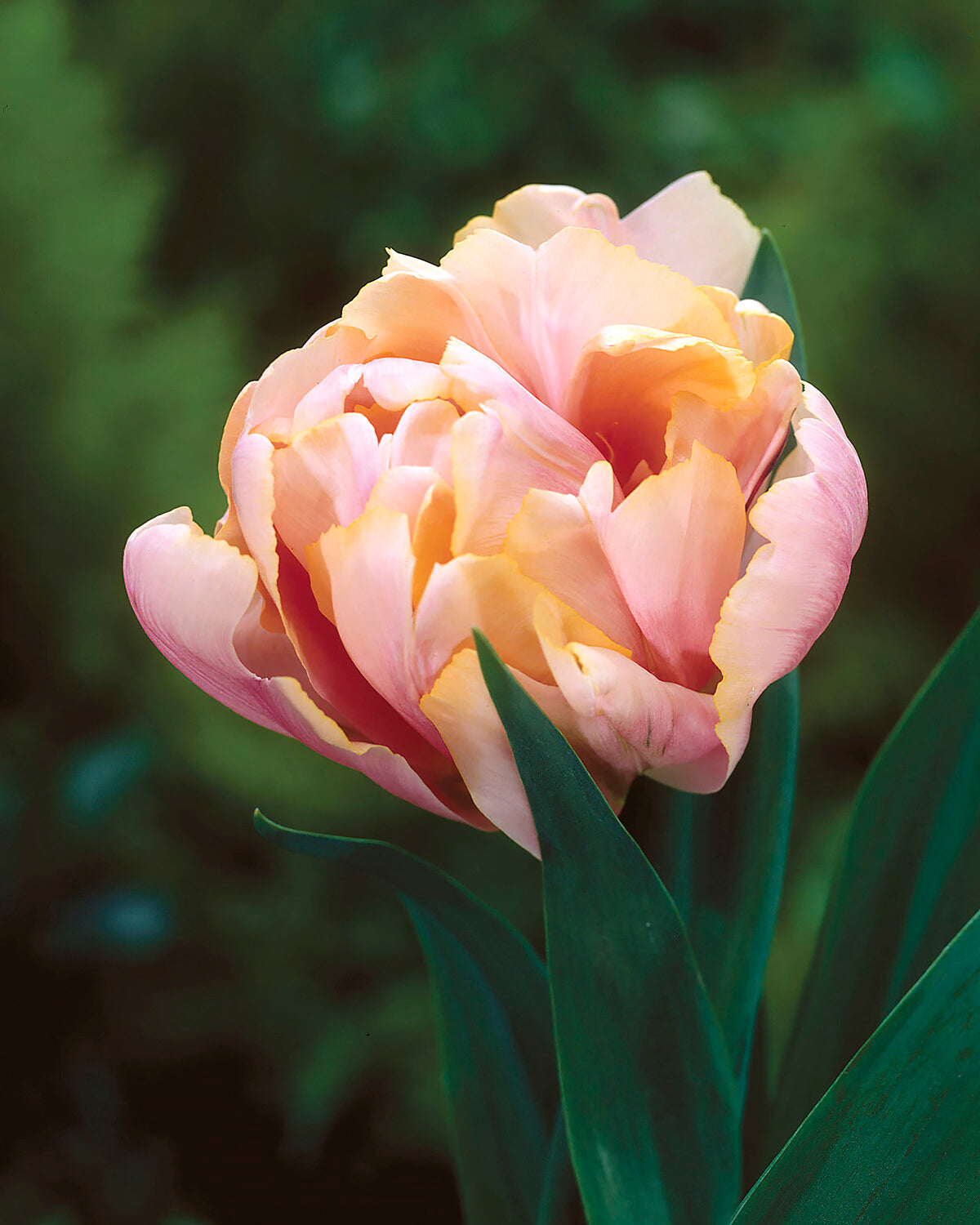 Tulip 'Pink Star' bulbs | Buy online at Farmer Gracy UK