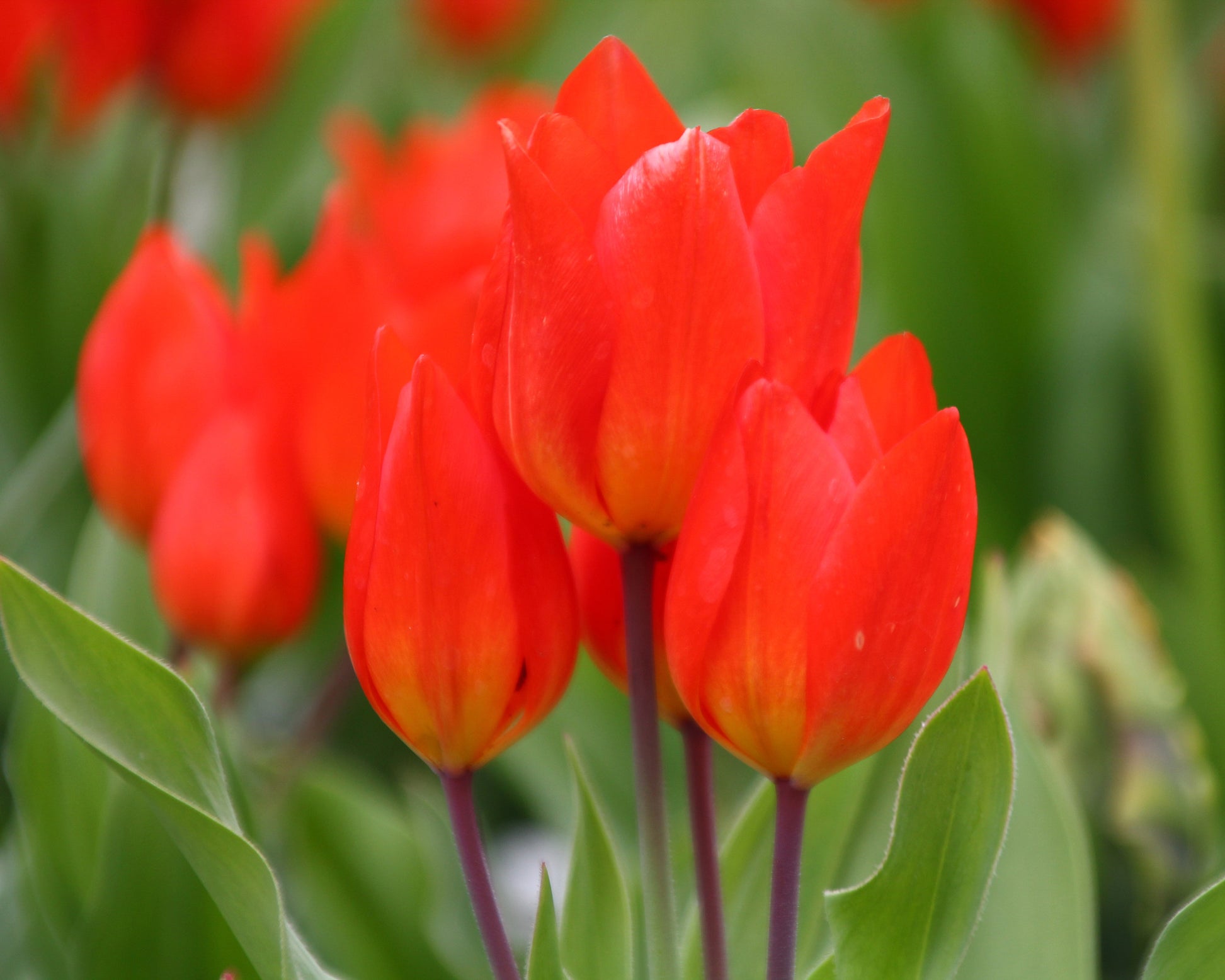 Tulip praestans 'Fusilier' bulbs — Buy online at Farmer Gracy UK