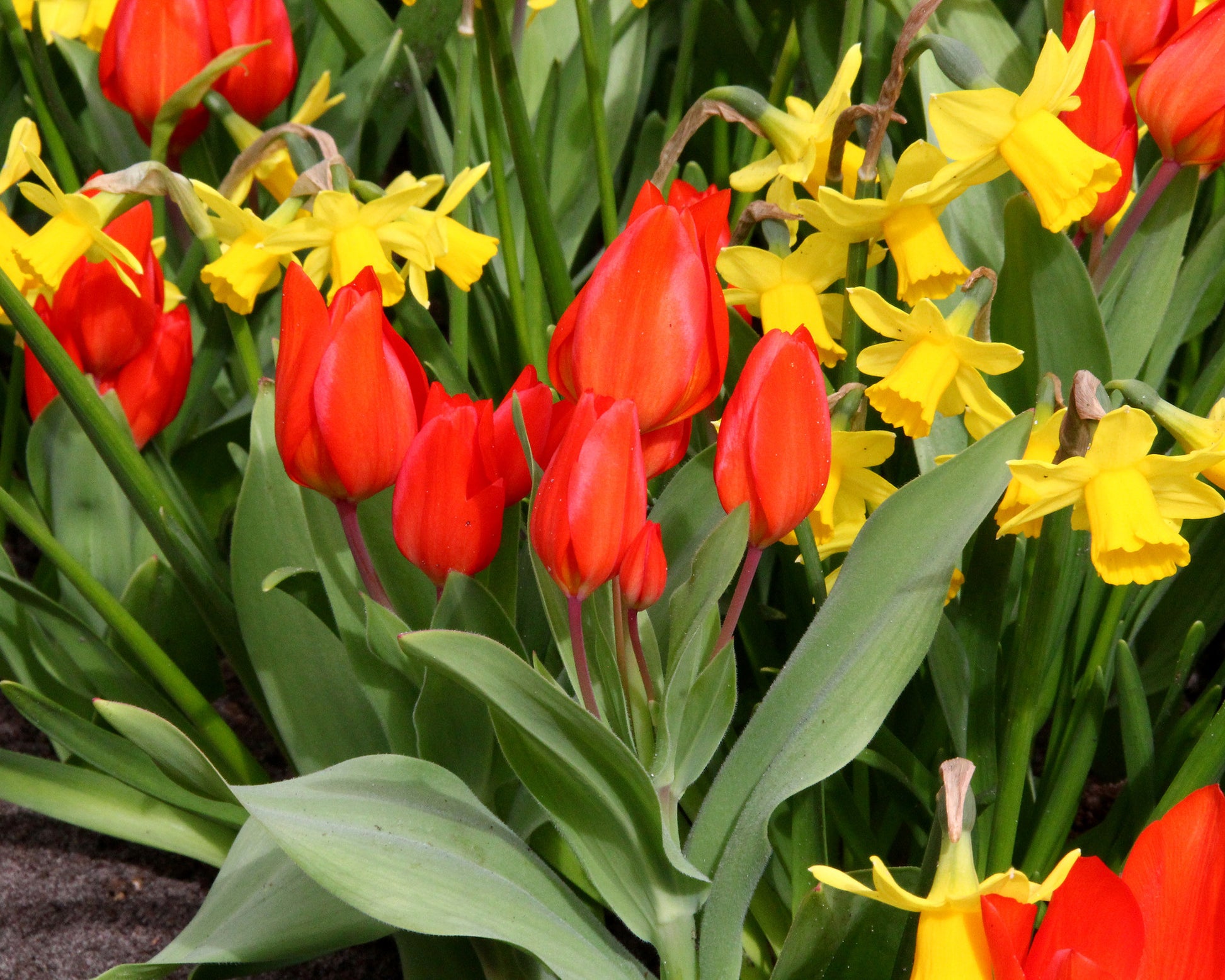 Tulip praestans 'Fusilier' bulbs | Buy online at Farmer Gracy UK