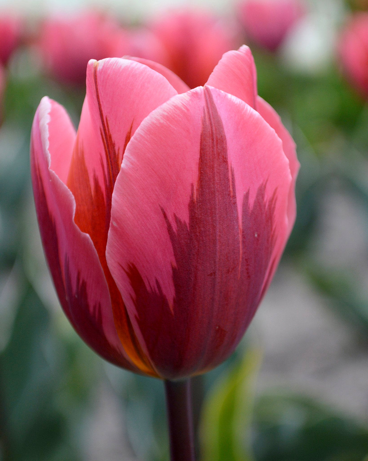 Tulip 'Pretty Princess' bulbs — Buy online at Farmer Gracy UK