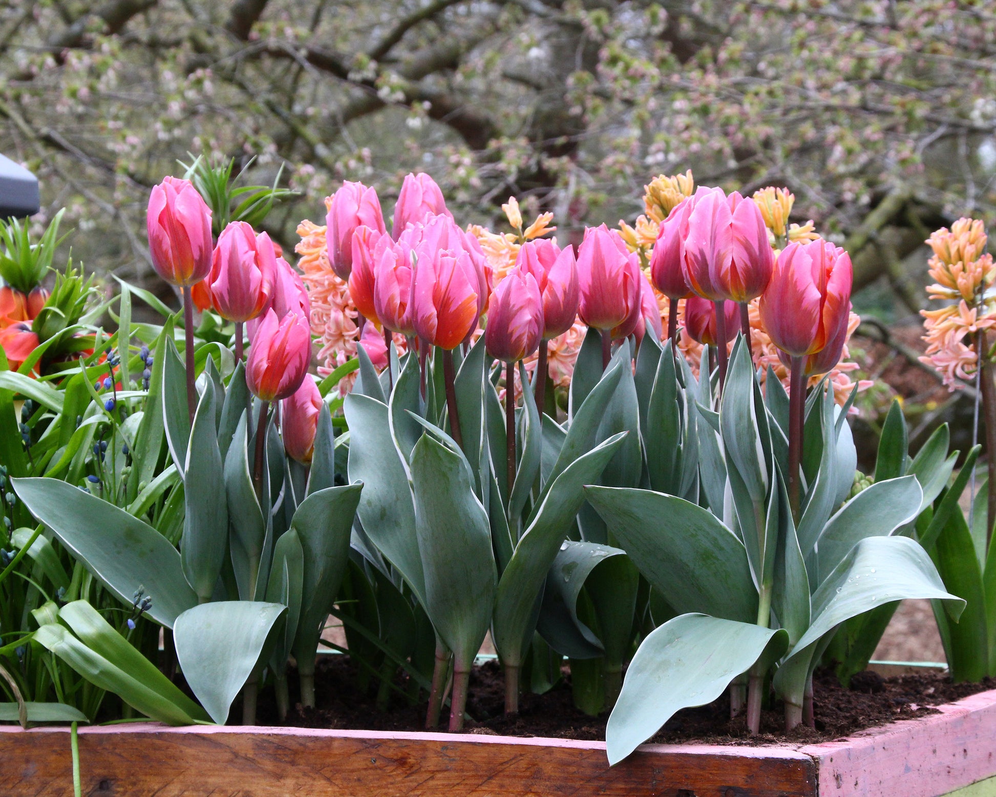 Tulip 'Pretty Princess' bulbs — Buy online at Farmer Gracy UK