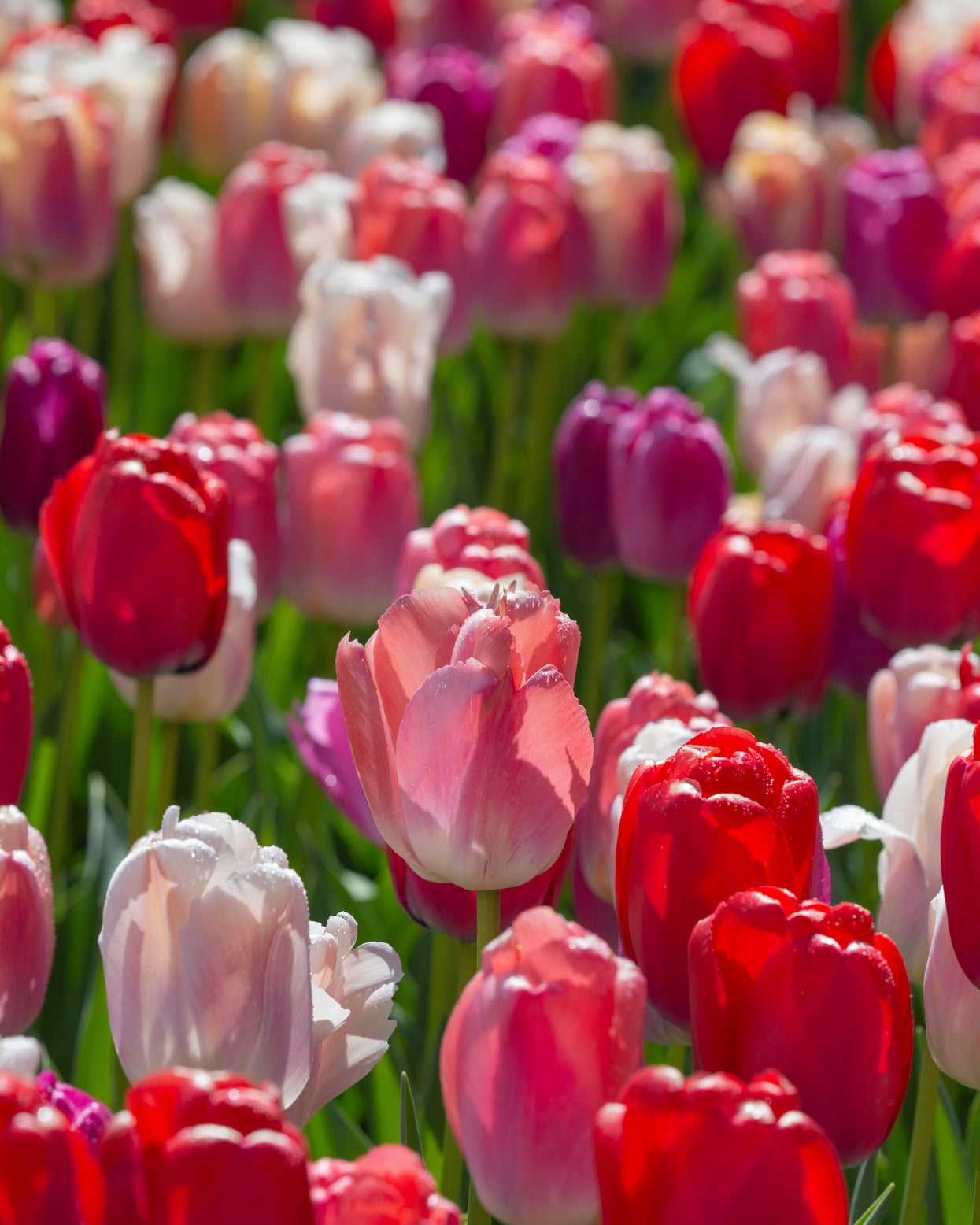 'Pride Mix' Tulip collection bulbs | Buy mixed darwin hybrid tulips ...