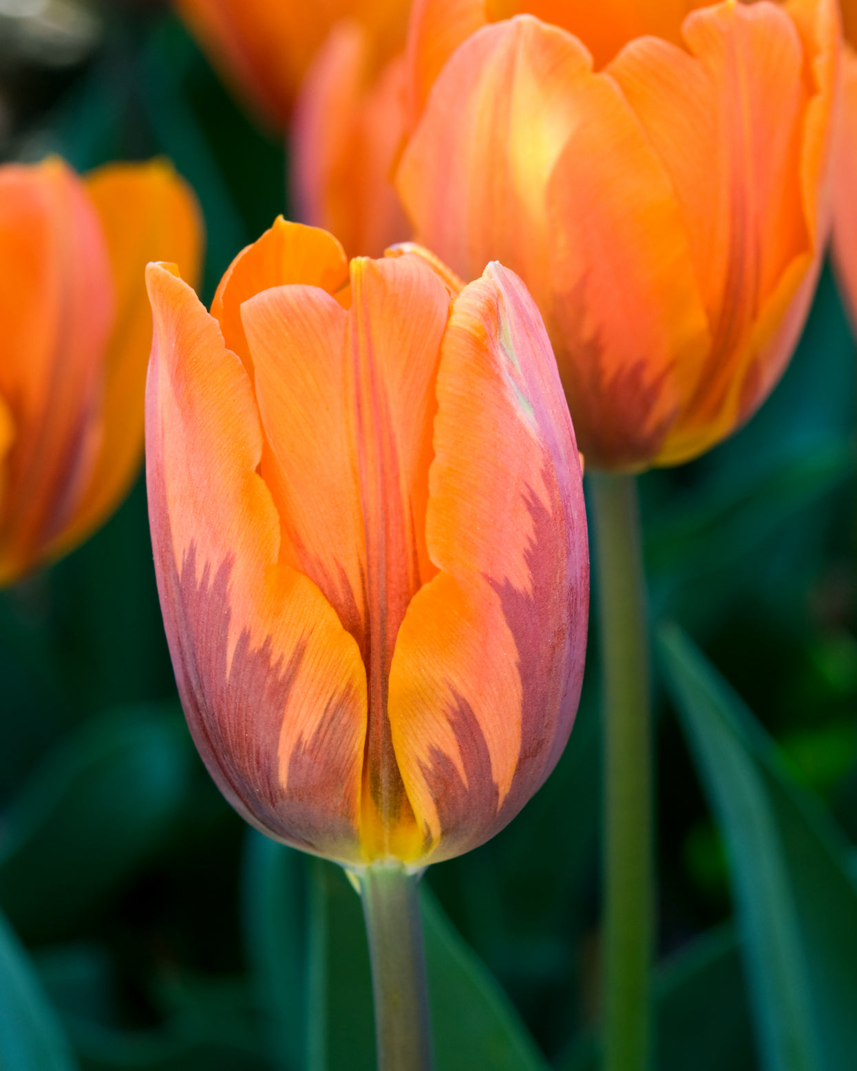 Tulip 'Prinses Irene' bulbs — Buy Tulip 'Princess Irene' online at ...