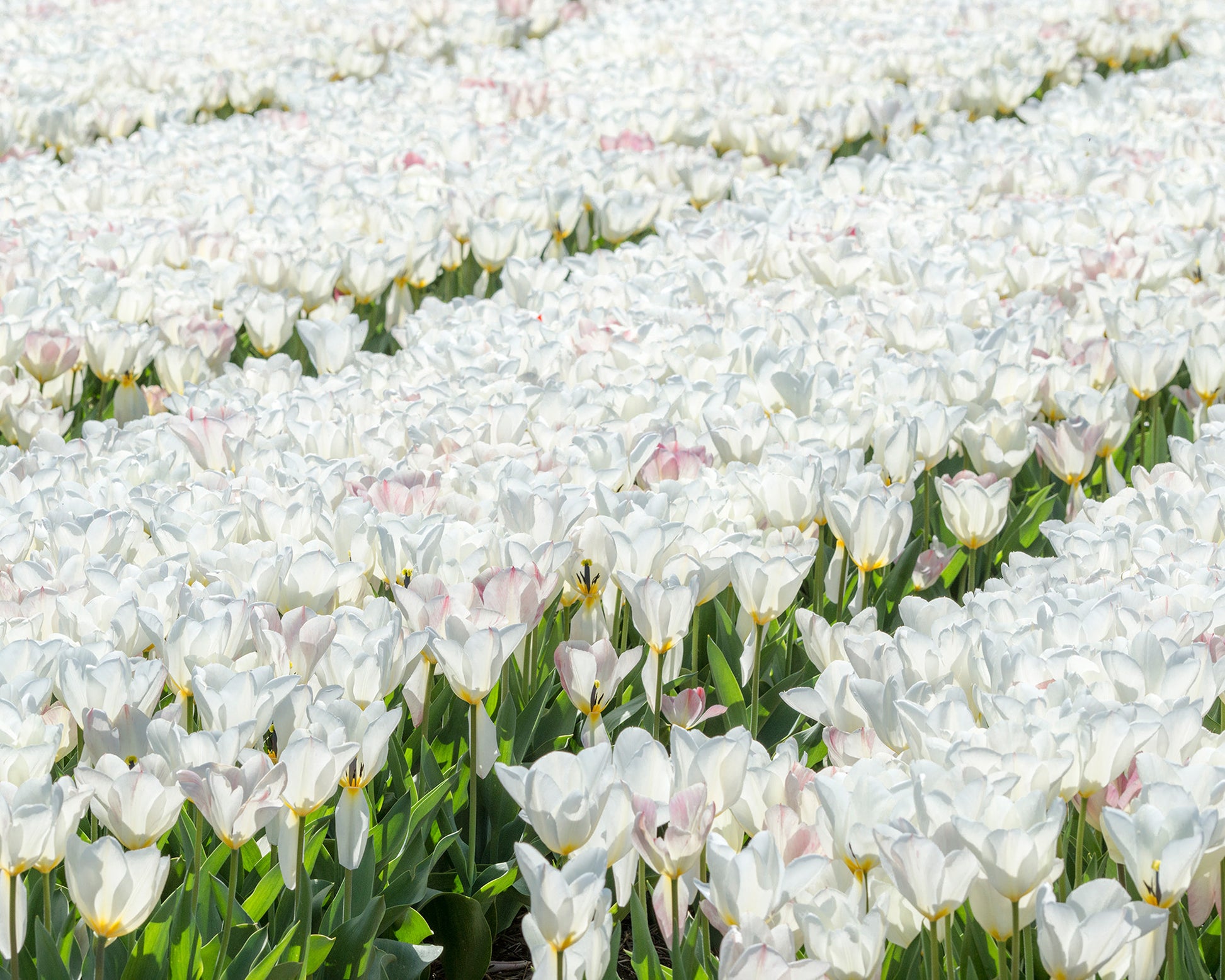 Tulip 'White Emperor' bulbs — Buy online at Farmer Gracy UK